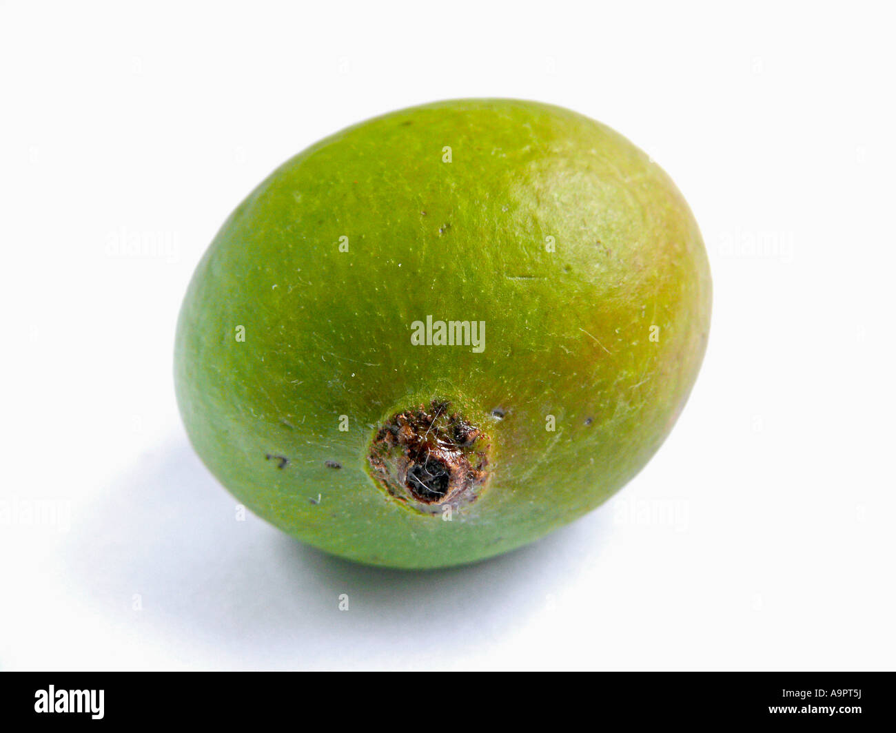 Mangifera indica l hi-res stock photography and images - Alamy