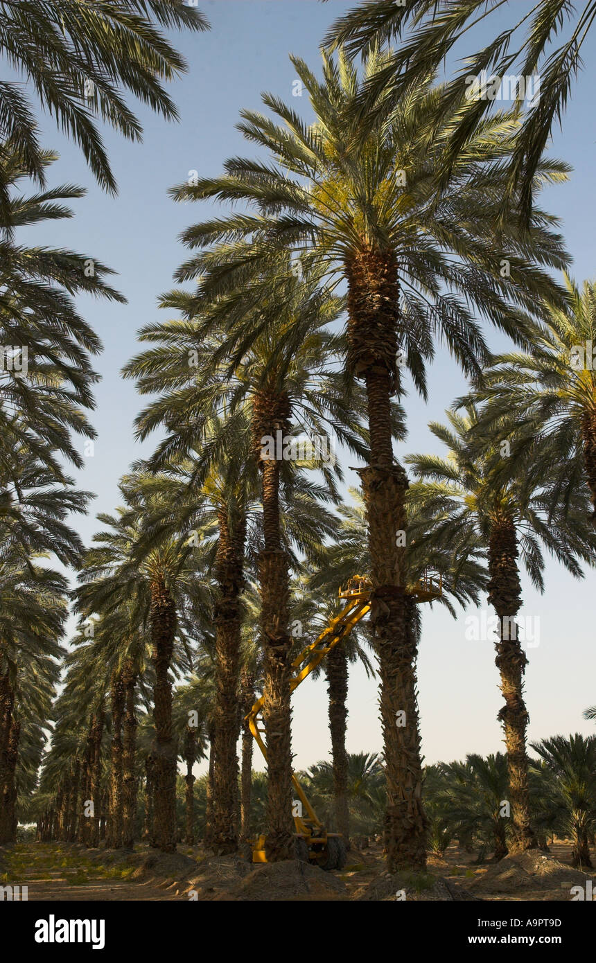 Israel Dead Sea Kalia kibutz agriculture Palm tree orchard view of rows ...