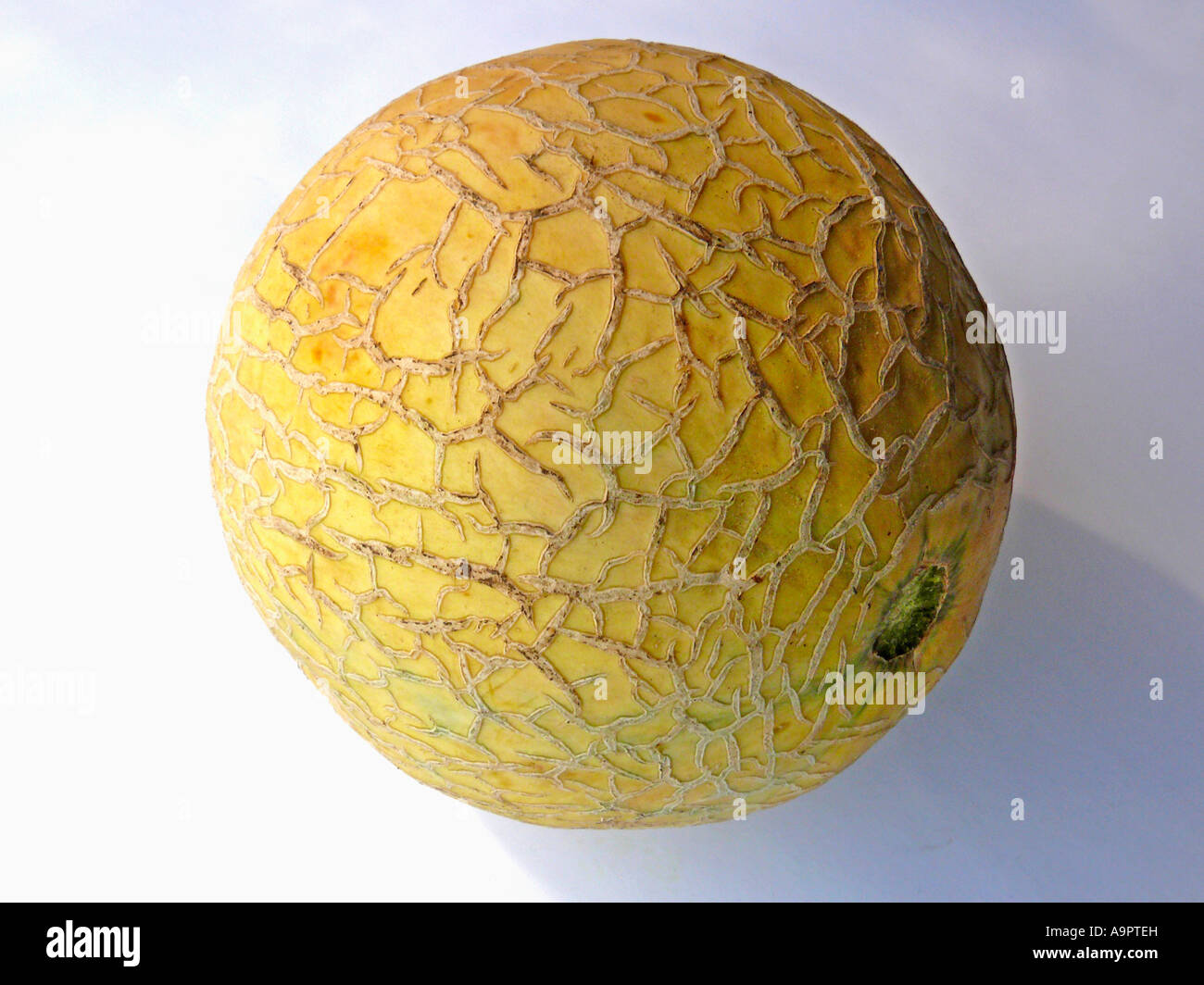 Types of cantaloupes hi-res stock photography and images - Alamy