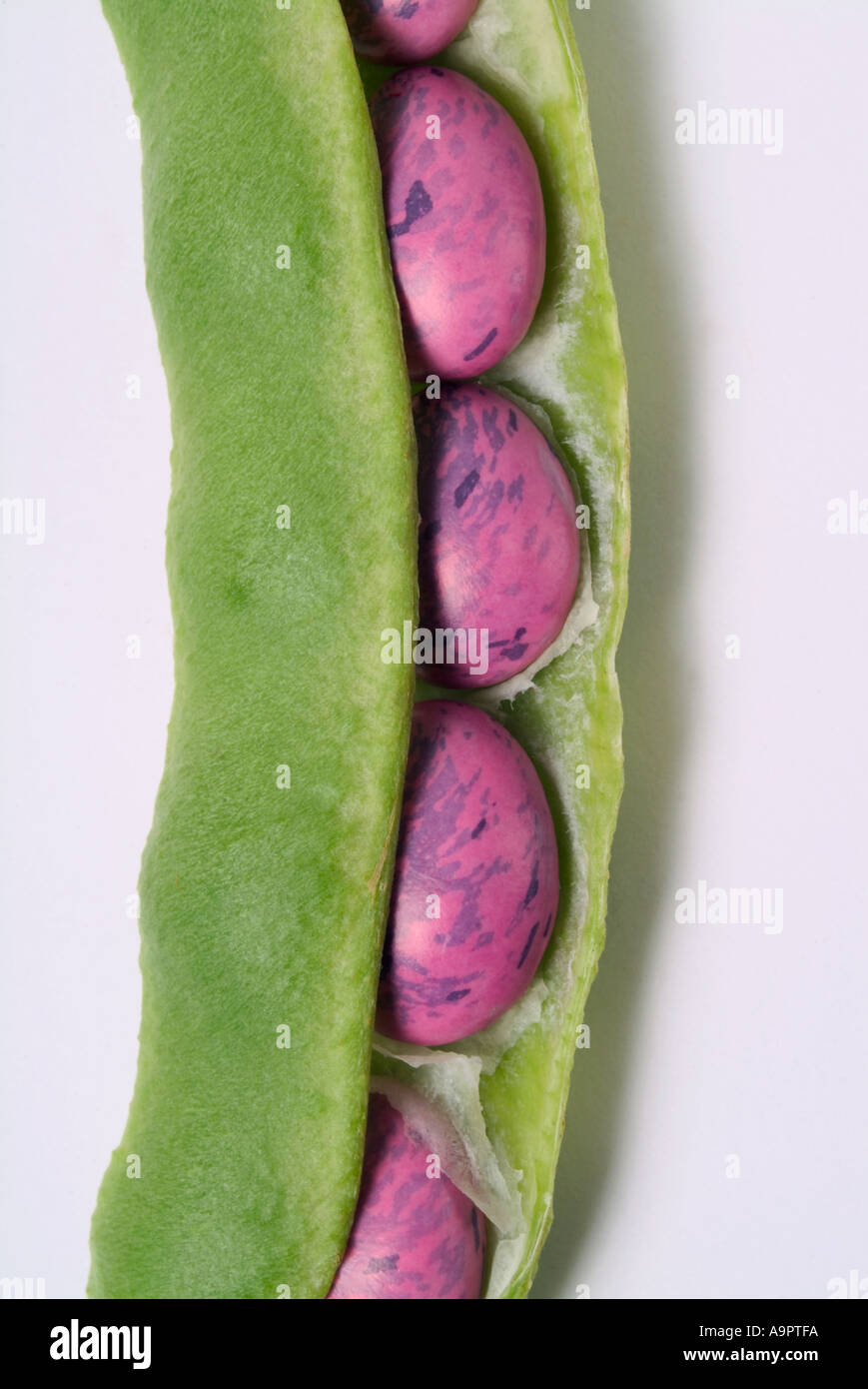 Scarlet runner beans Stock Photo - Alamy