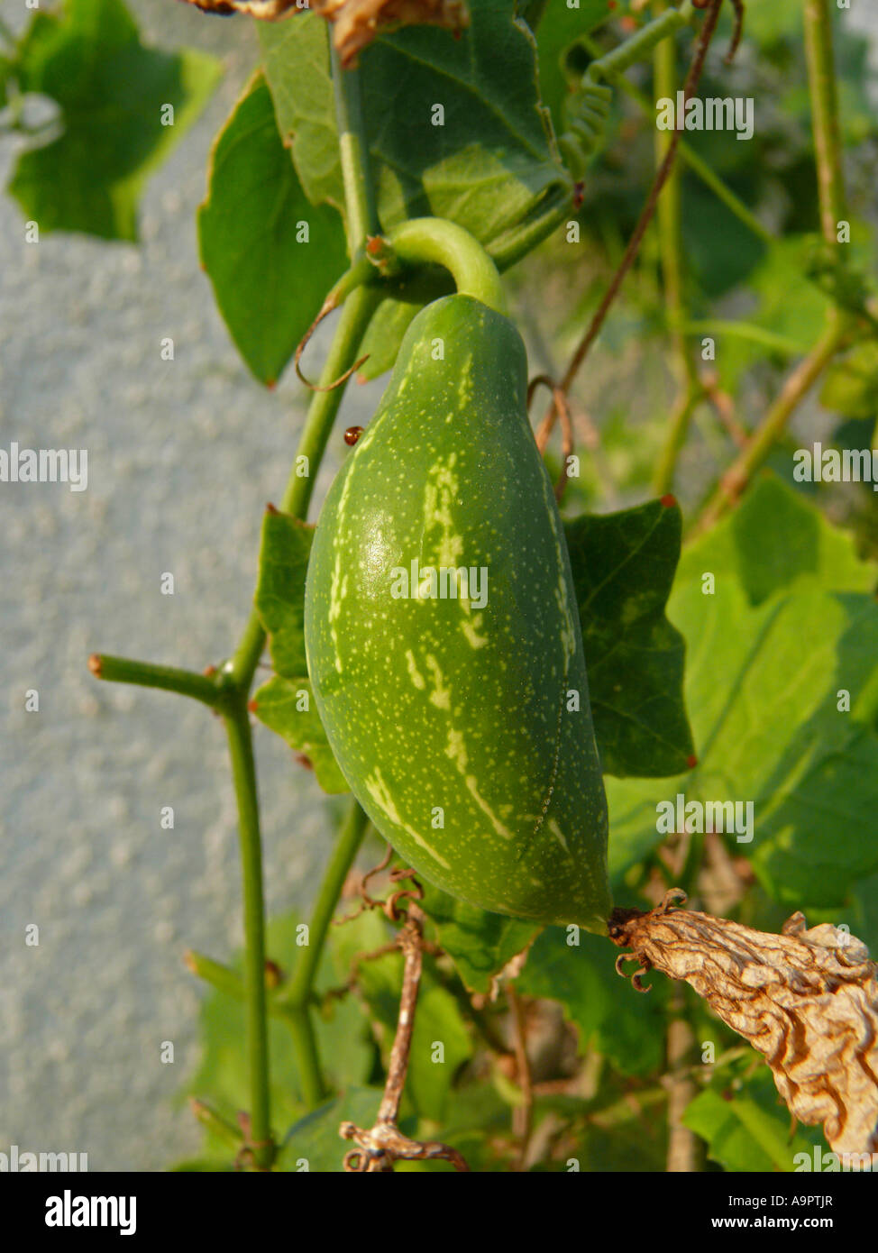 Coccinia grandis, Ivy gourd, Cucurbitaceae Stock Photo - Alamy