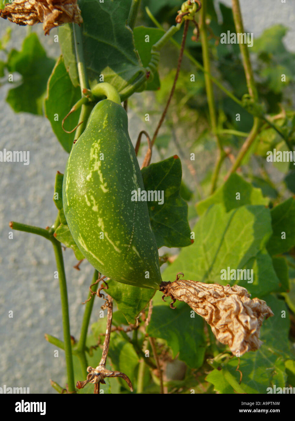 Coccinia grandis, Ivy gourd, Cucurbitaceae Stock Photo - Alamy