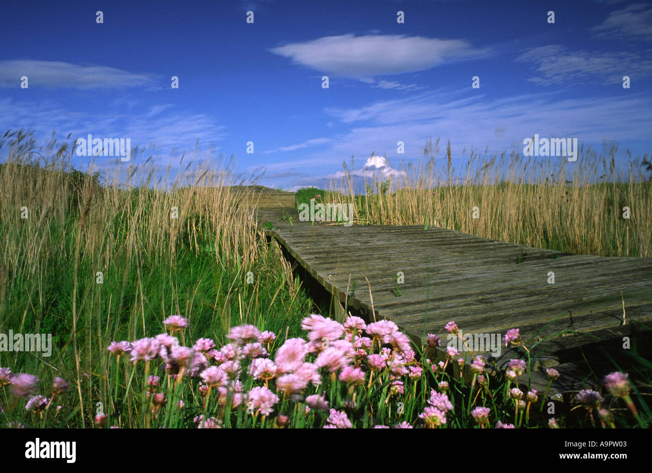 Spring flowers in bloom at Portland harbour in Dorset county England UK ...