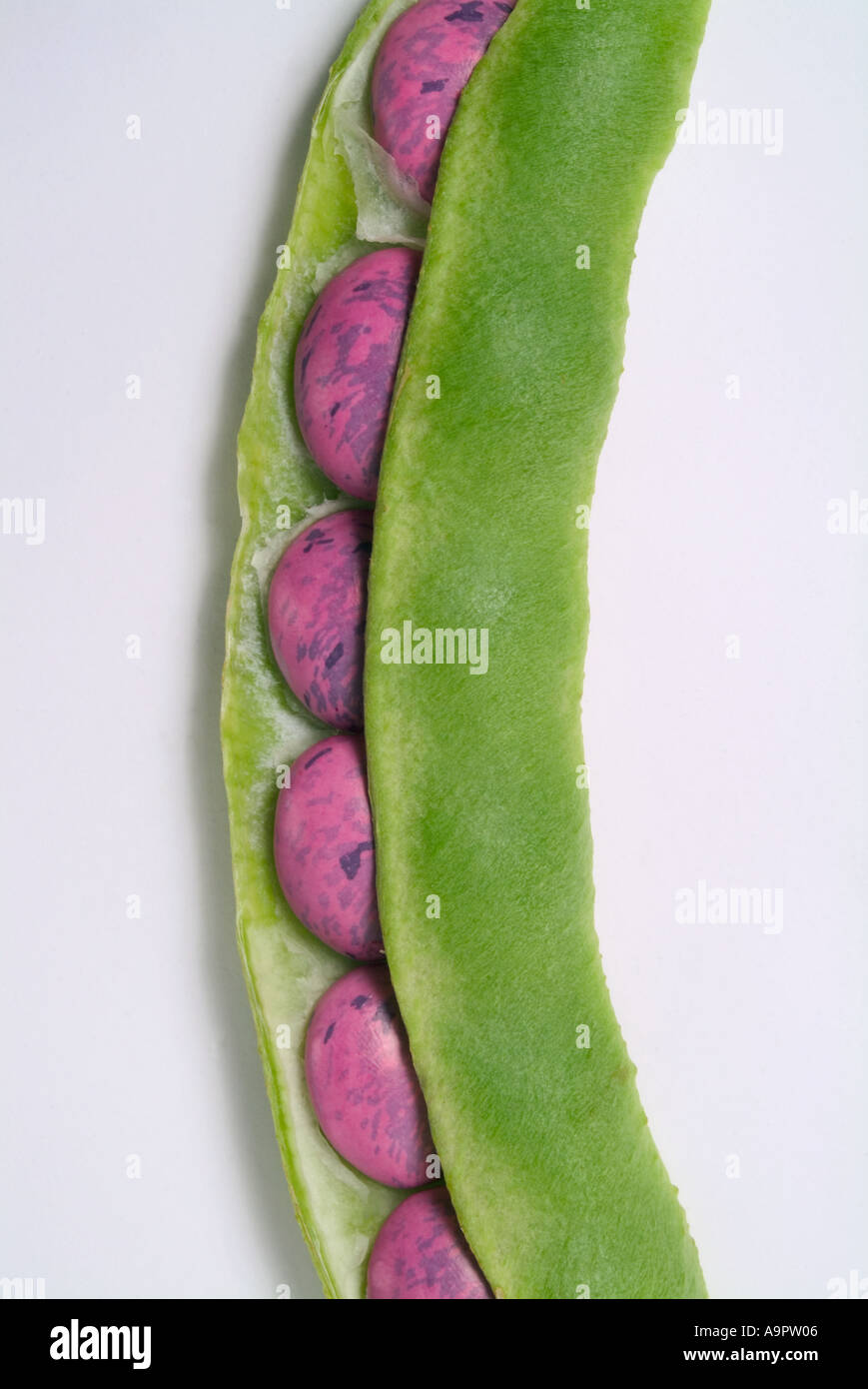 Scarlet runner beans Stock Photo - Alamy
