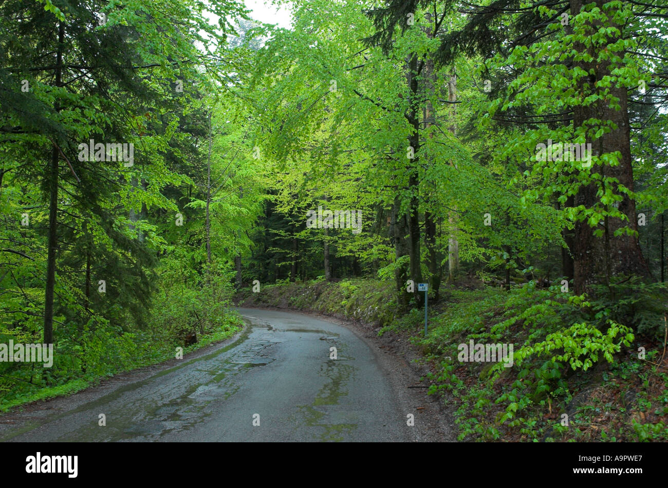 Croatia Plitvice lakes national park view of curving country road in ...