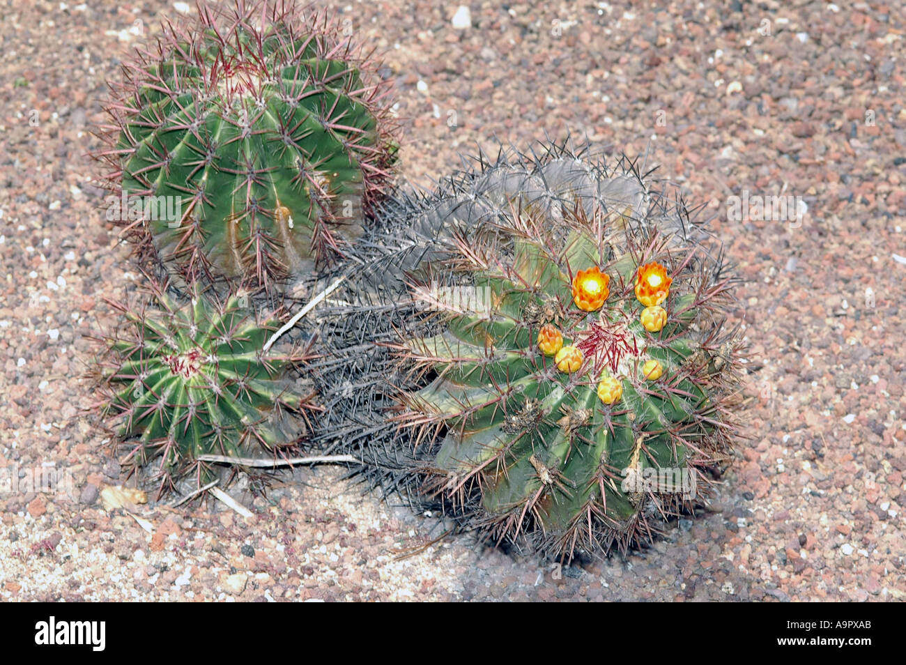 Cactus balls garden hi-res stock photography and images - Alamy