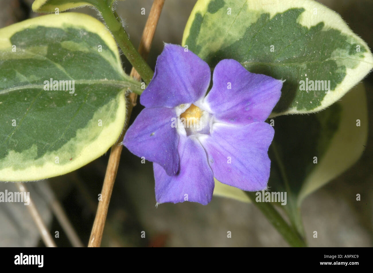 Purple vinca major hi-res stock photography and images - Alamy
