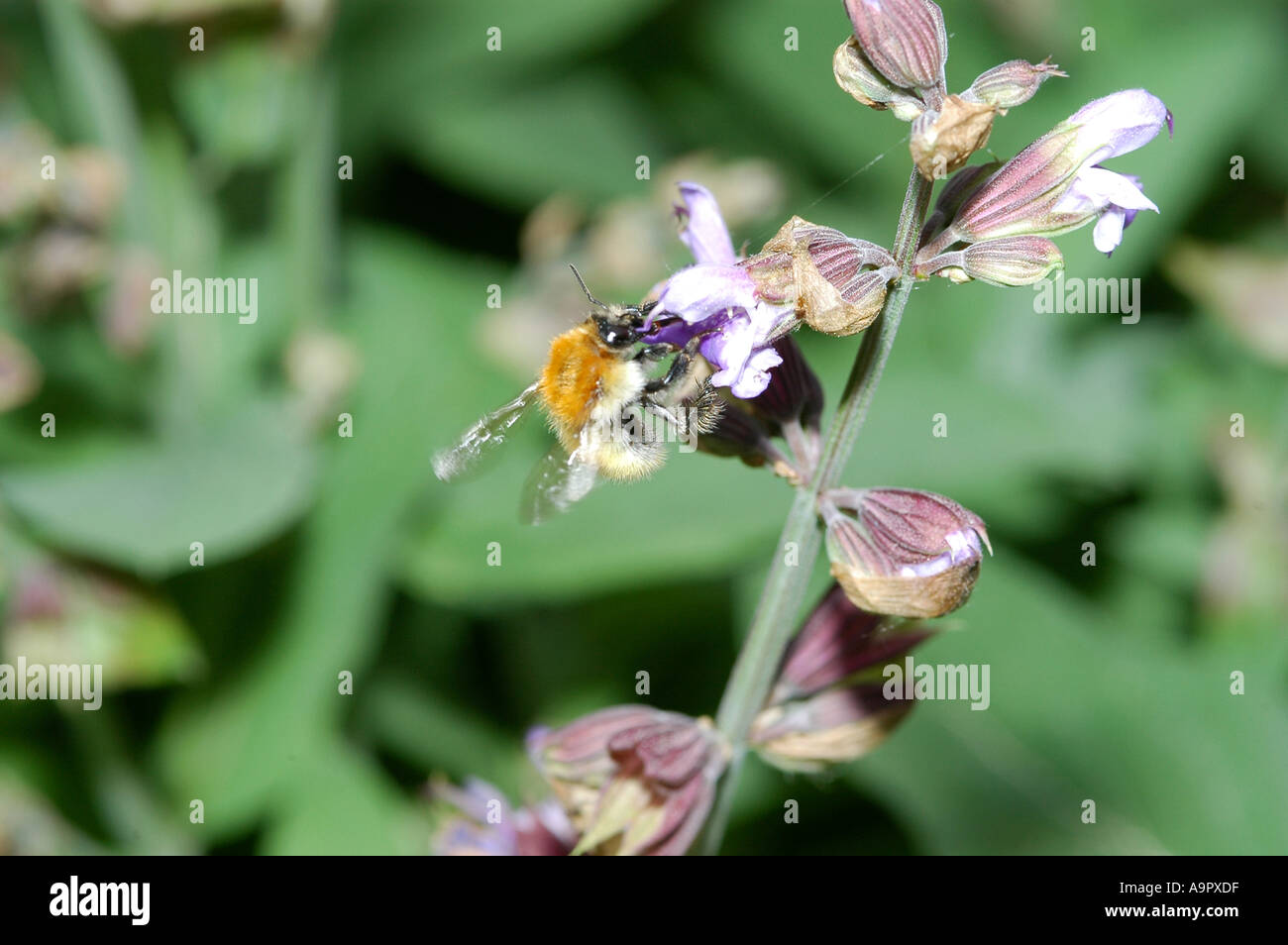 Cutted flower hi-res stock photography and images - Alamy