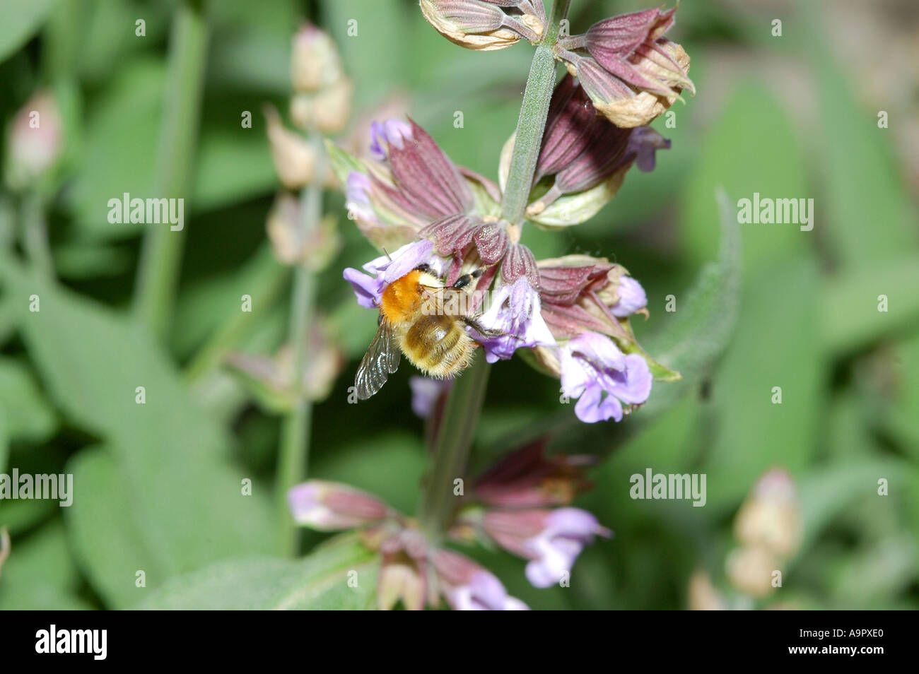 Cutted flower hi-res stock photography and images - Alamy