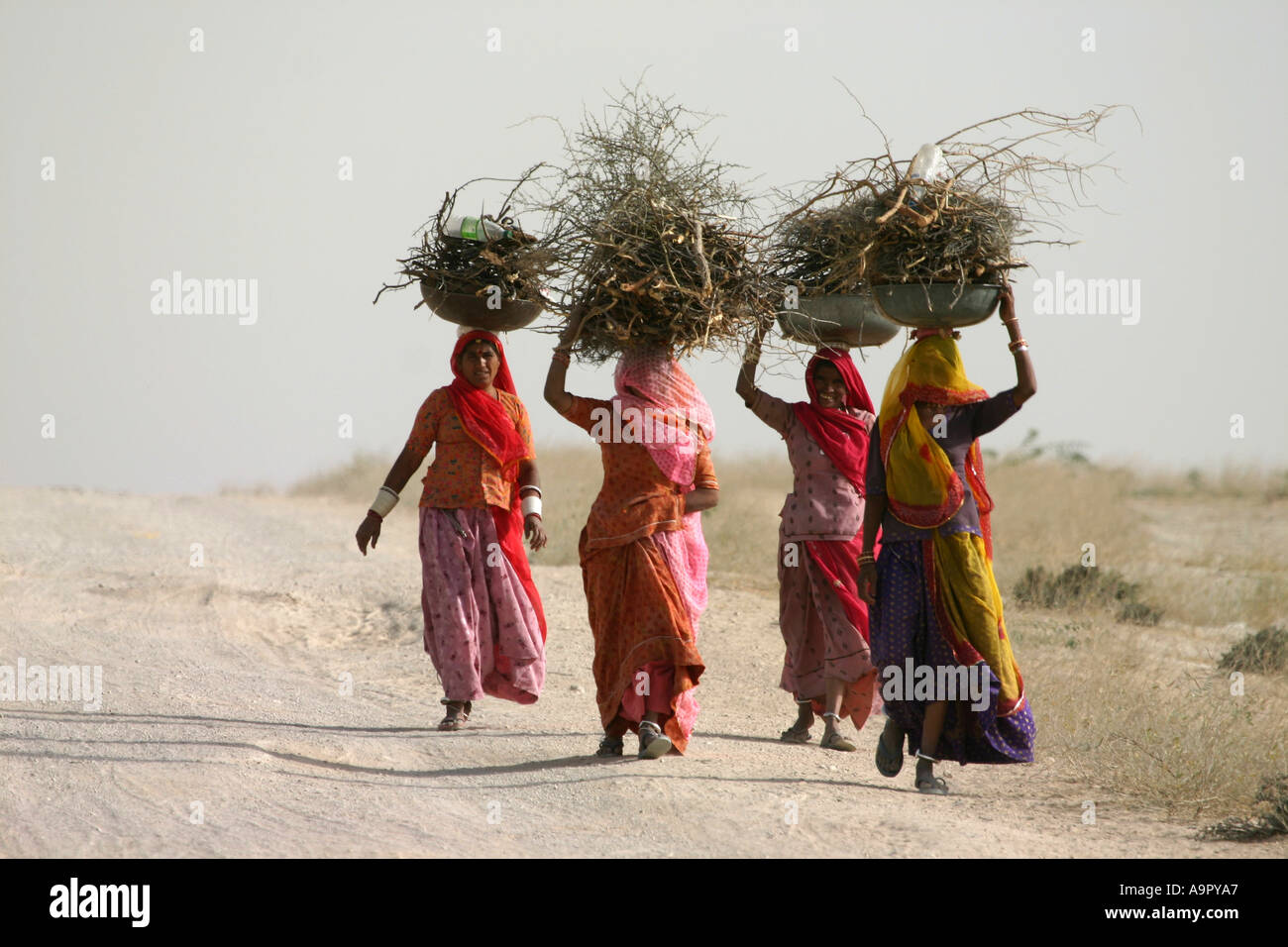 Firewood collection hi-res stock photography and images - Alamy