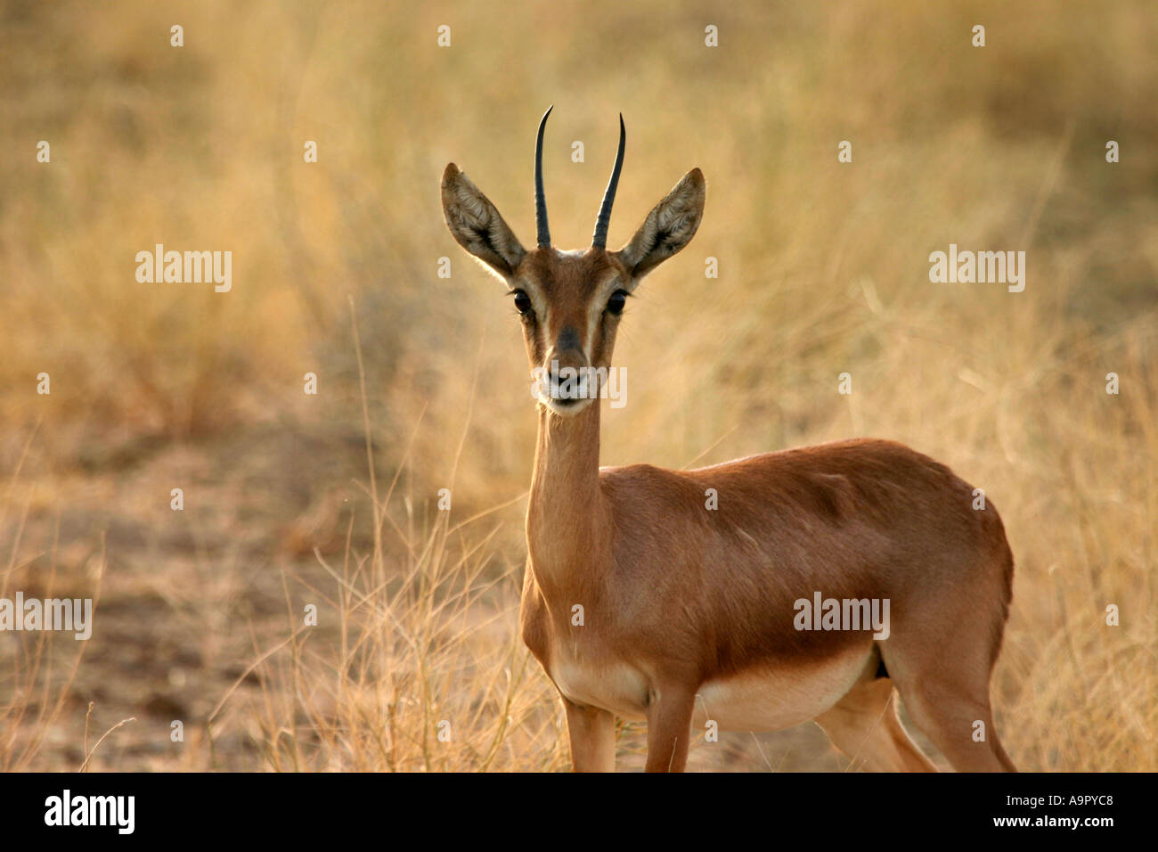 Deer in Rajasthan Stock Photo - Alamy