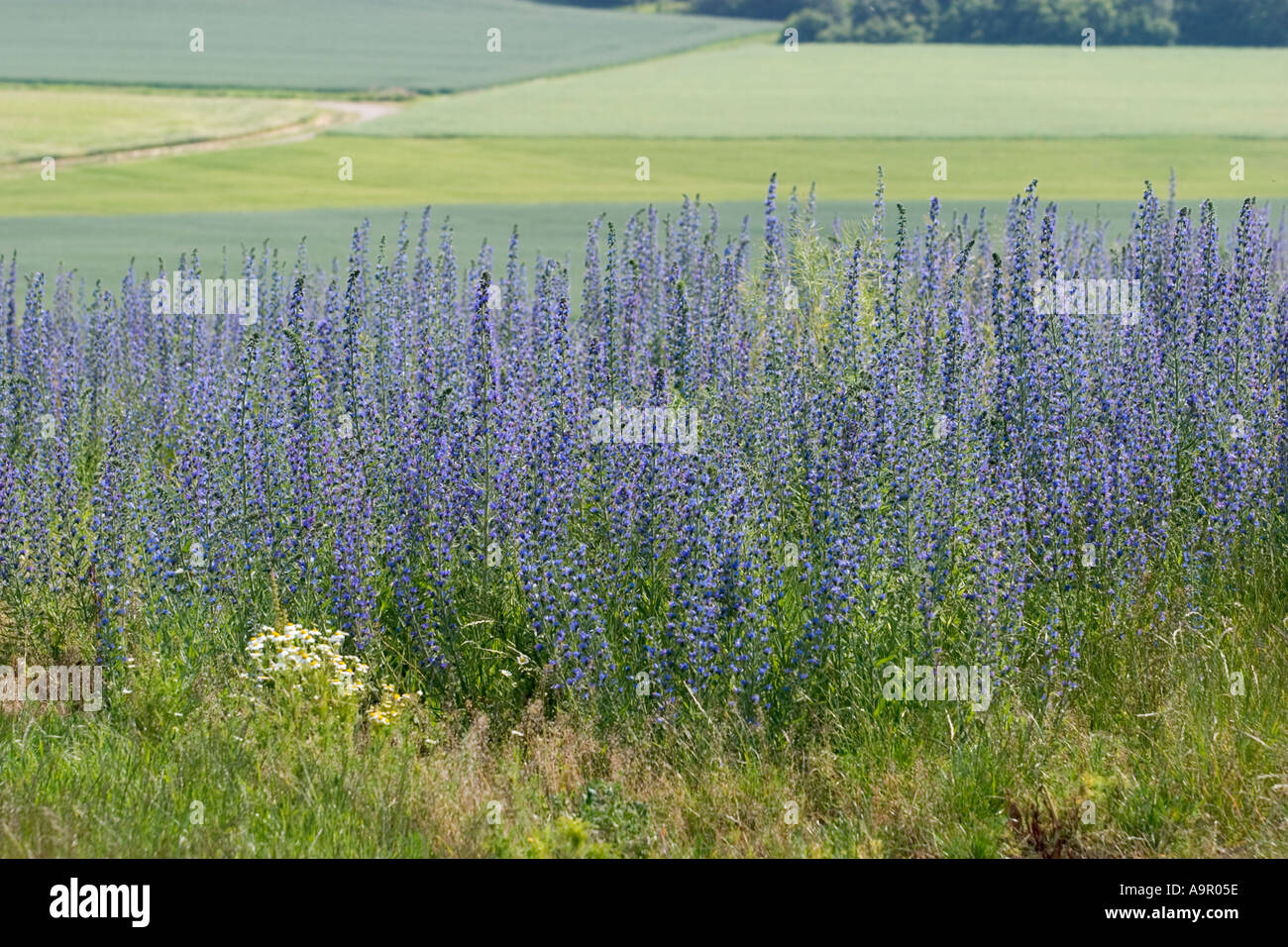 flowers of Viper s Bugloss Echium vulgare field in Franconia Germany ...