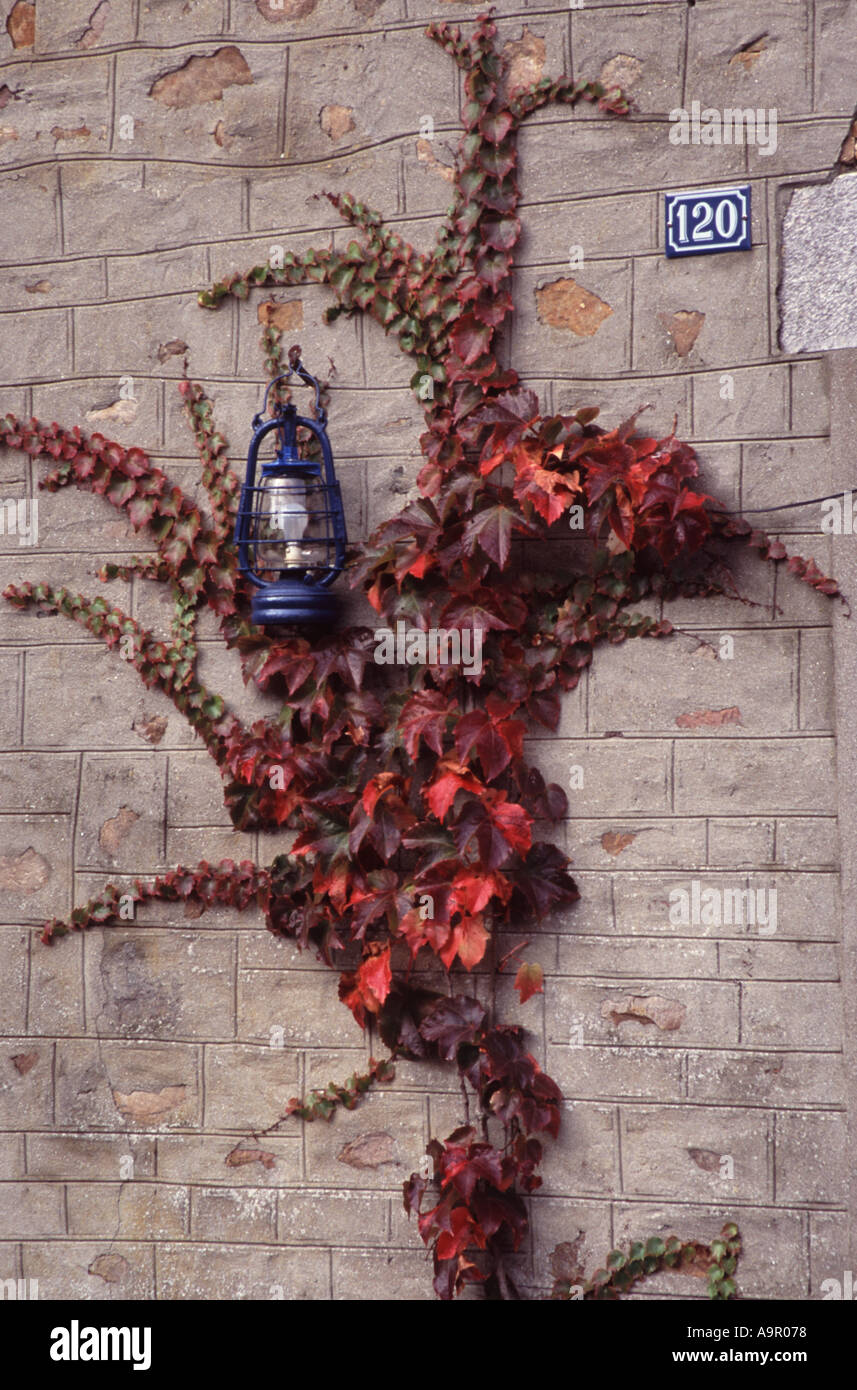Fall color ivy on wall surrounding lamp Normandy France Stock Photo - Alamy