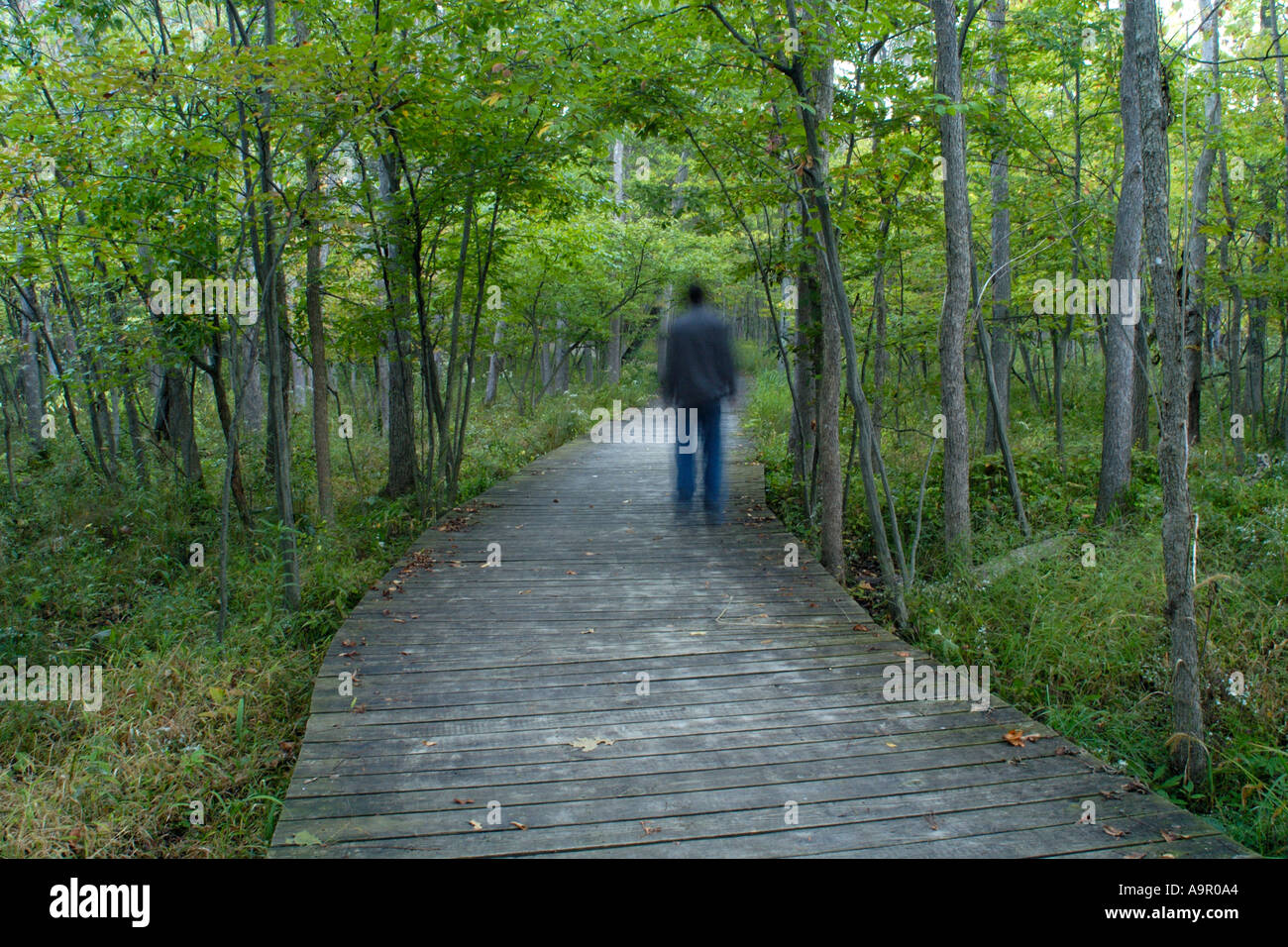 Man wallking away on boardwalk in woods Stock Photo - Alamy