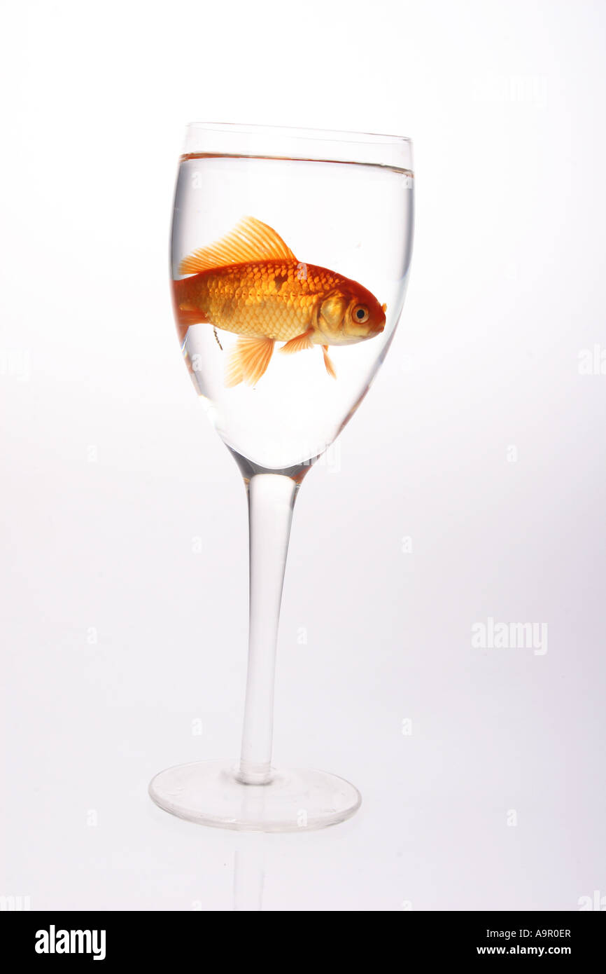 A goldfish in a wine glass Stock Photo - Alamy