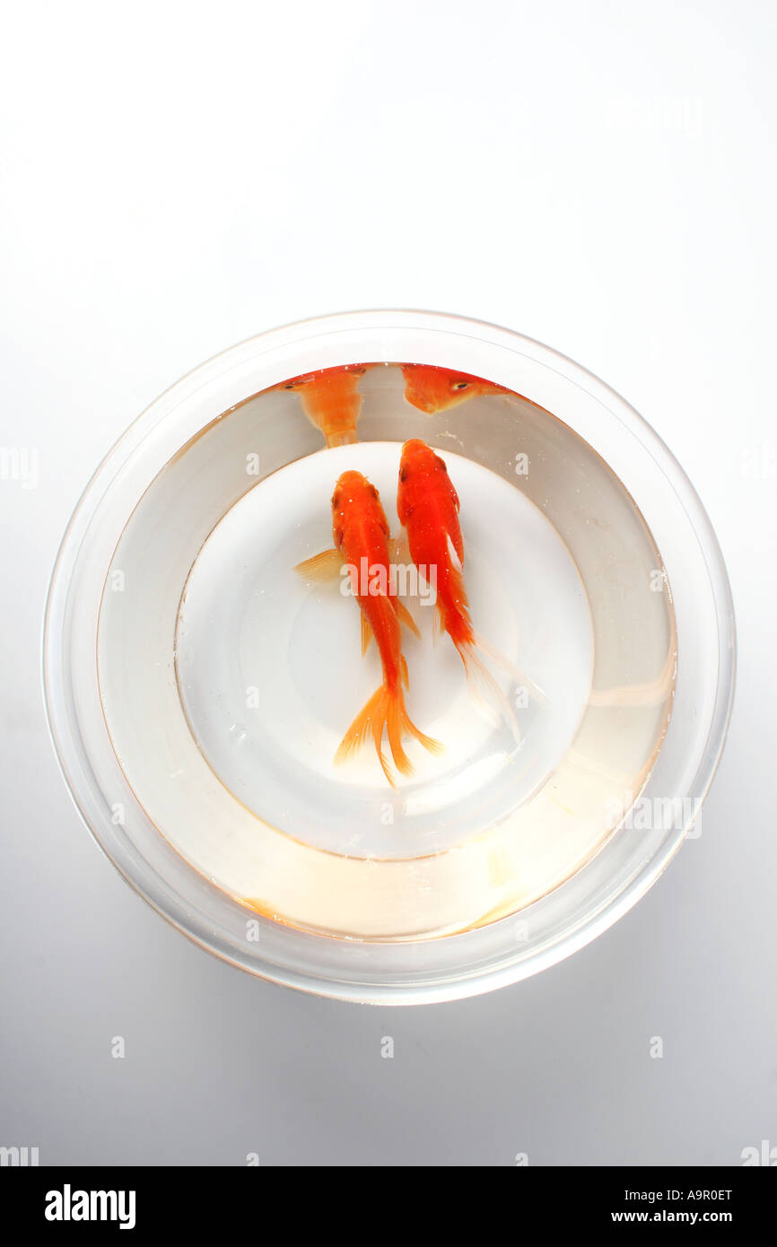 Top angle view of two Goldfish in a bowl Stock Photo - Alamy
