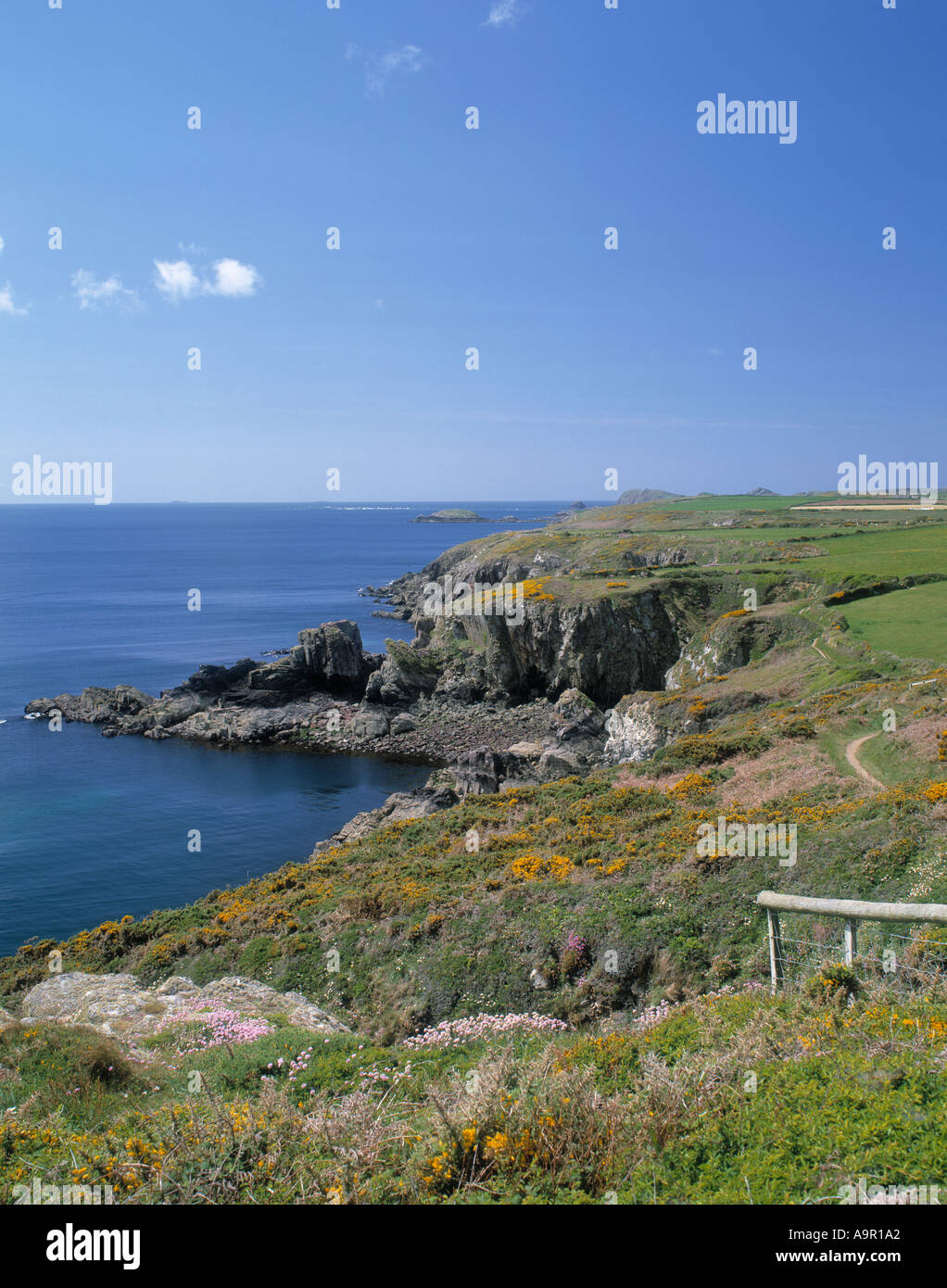 St davids pembrokeshire gorse hi-res stock photography and images - Alamy