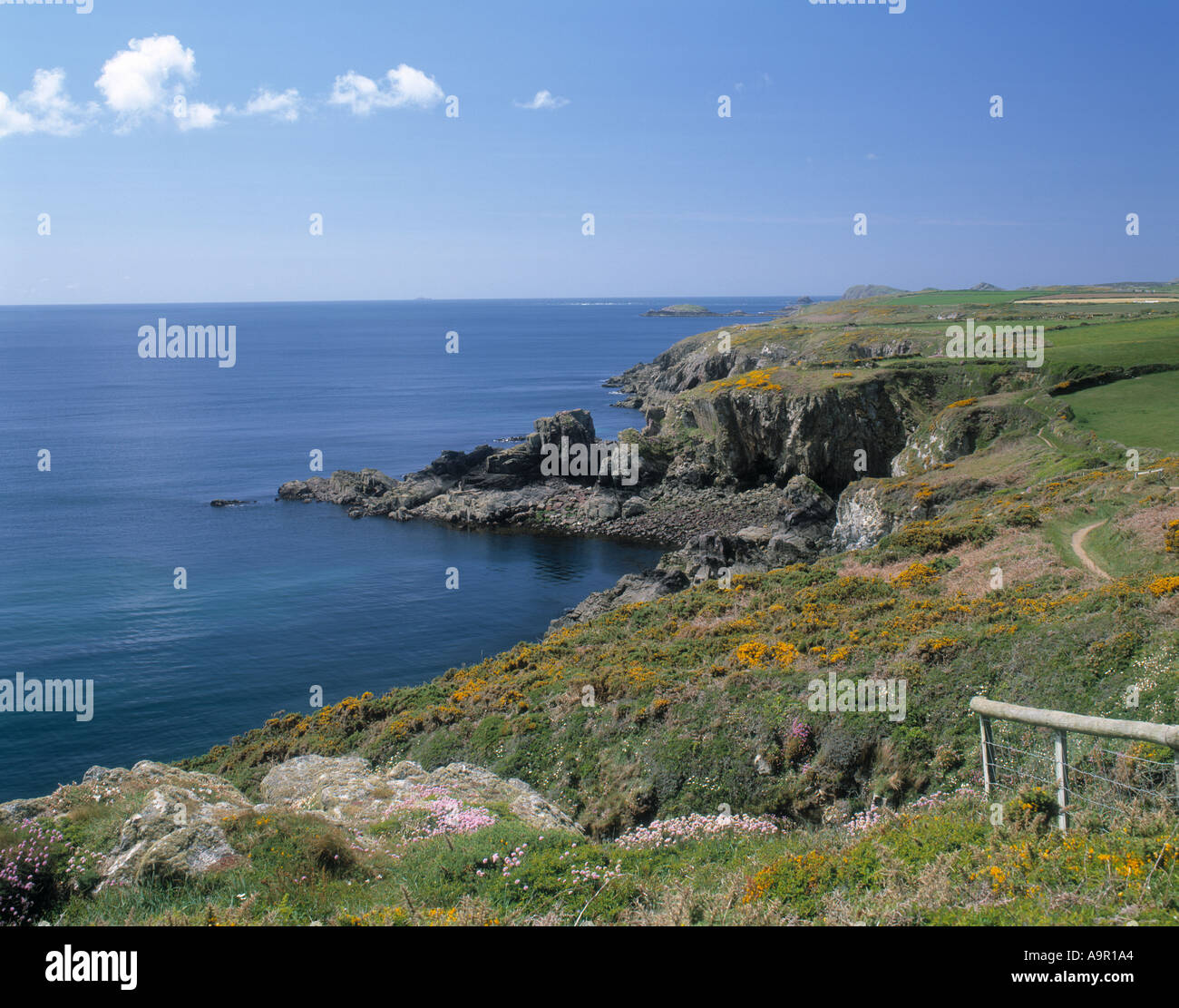 St davids pembrokeshire gorse hi-res stock photography and images - Alamy