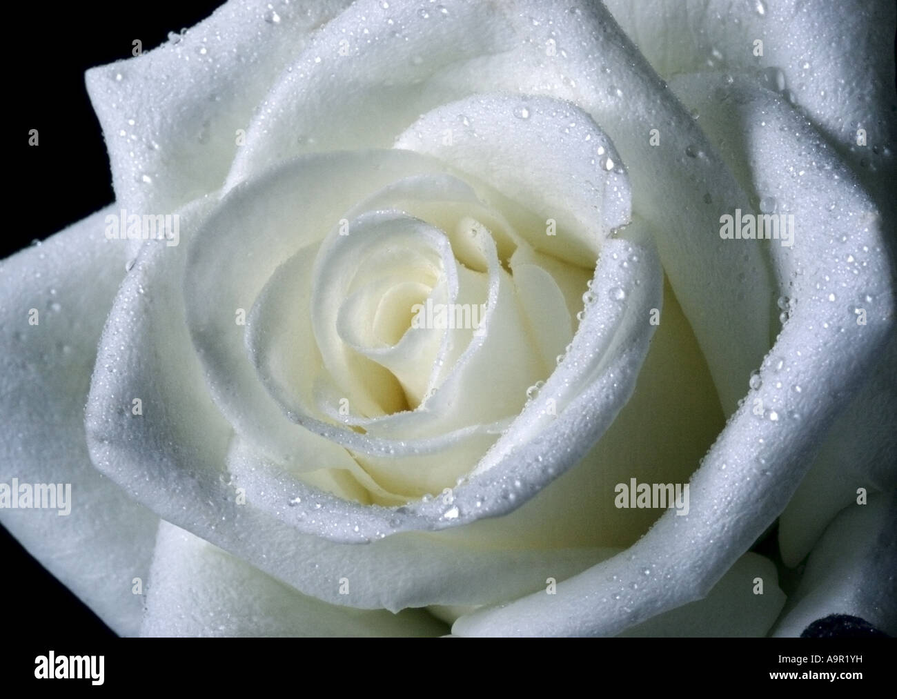 Bailey rose hi-res stock photography and images - Alamy