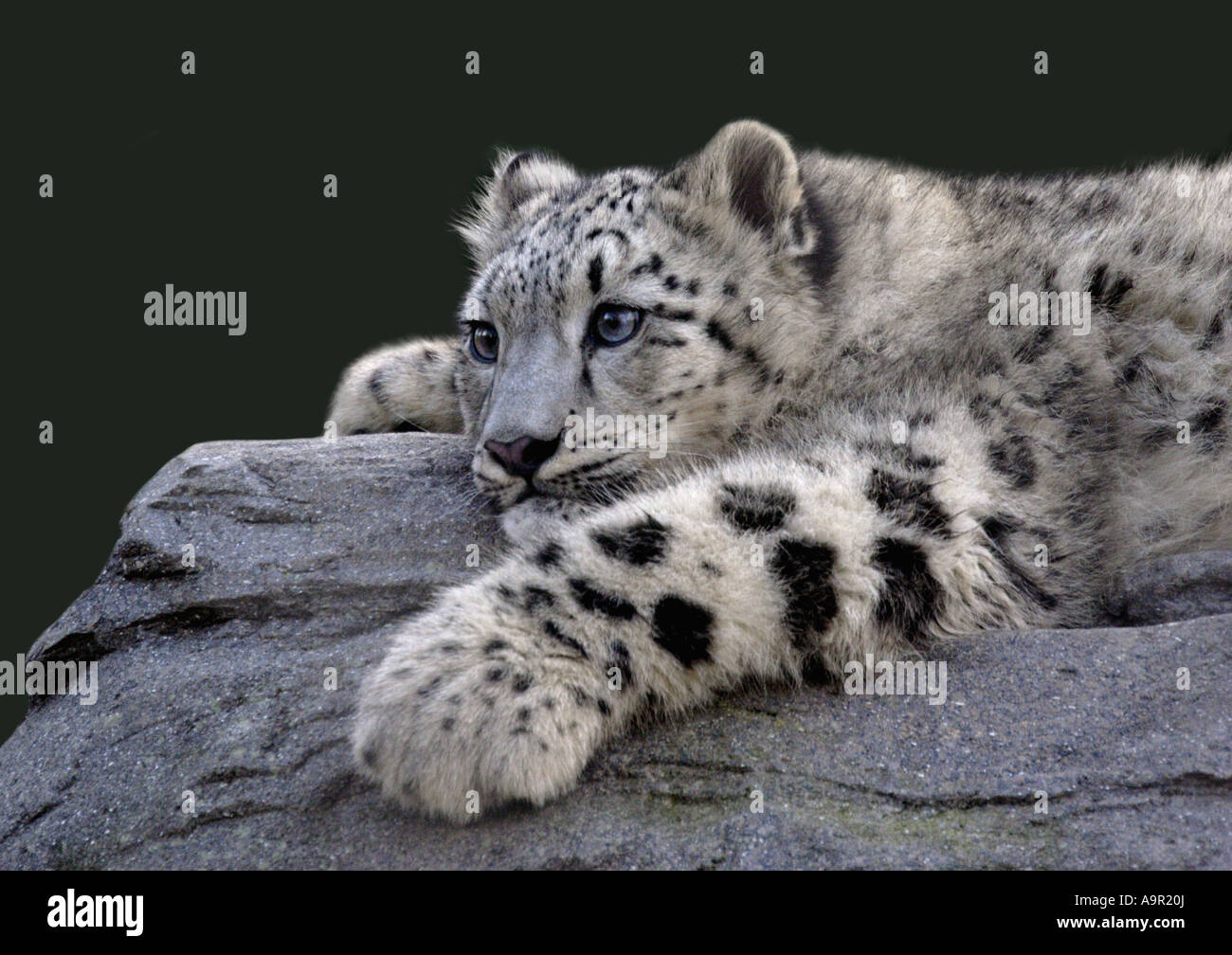 Juvenile Snow Leopard (uncia uncia Stock Photo - Alamy