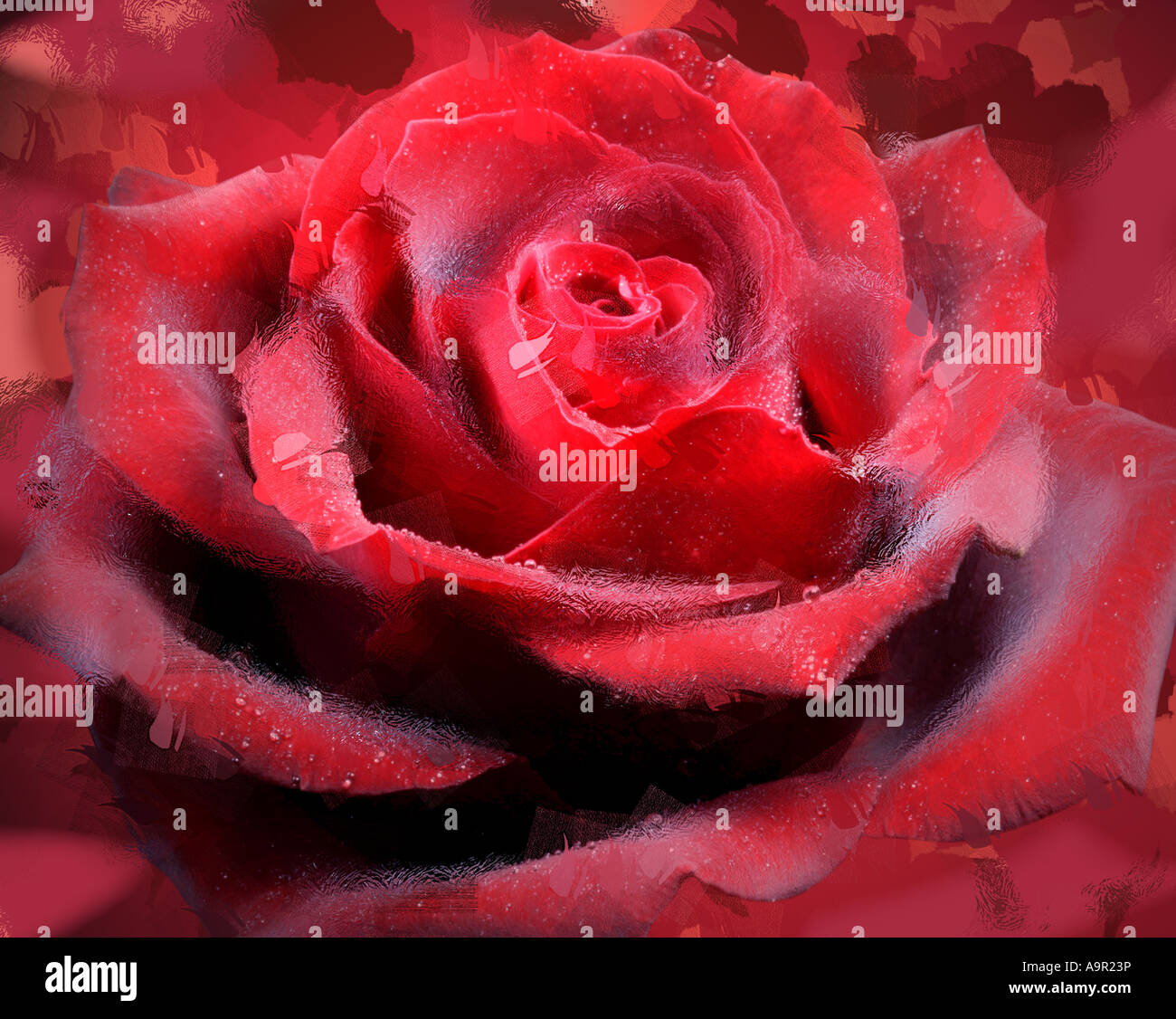 Red rose painting hi-res stock photography and images - Alamy