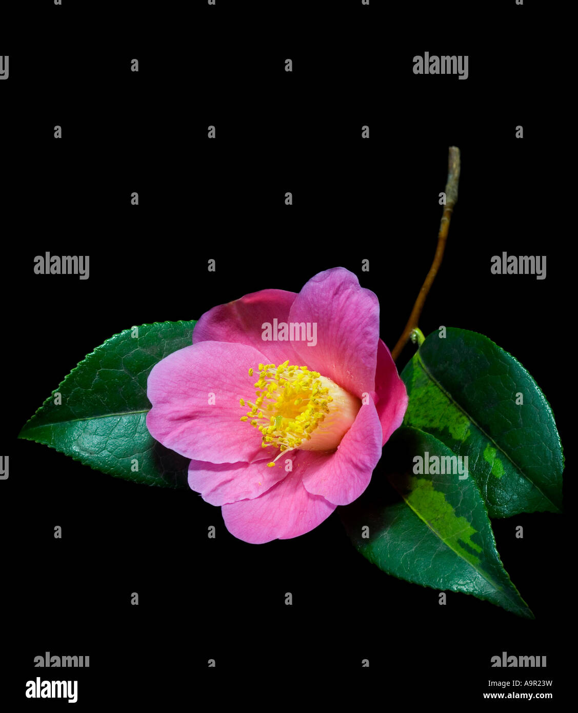 Spangles High Resolution Stock Photography and Images - Alamy