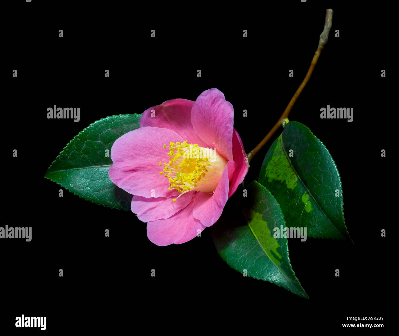 Camellia Golden Spangles Stock Photo - Alamy
