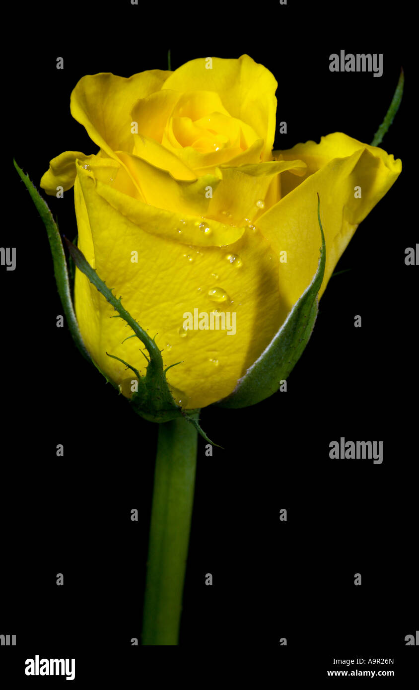 Yellow rosebuds hi-res stock photography and images - Alamy
