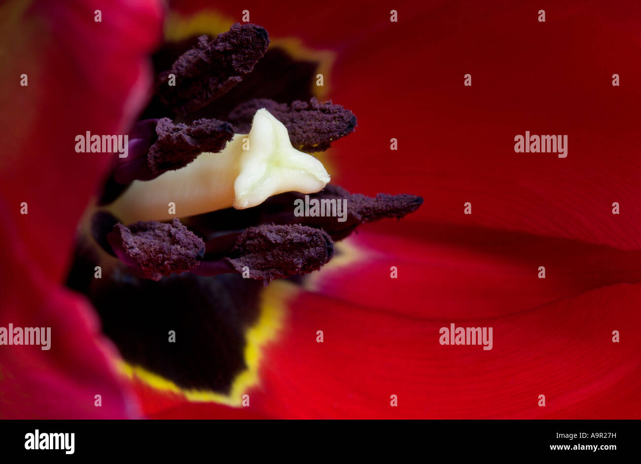 Center tulip flower hi-res stock photography and images - Alamy