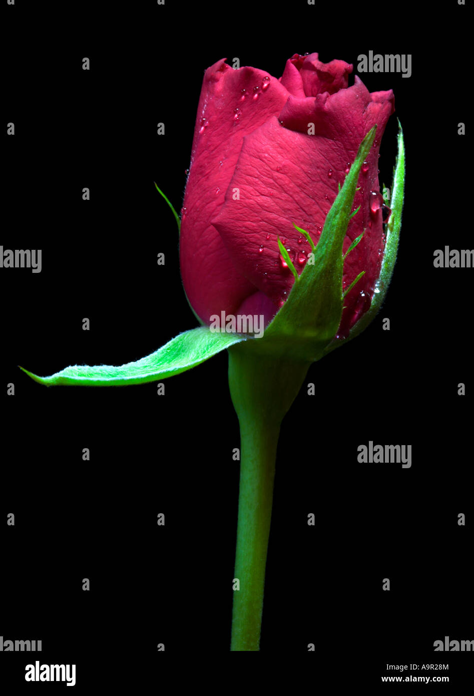 Scarlet rosebud hi-res stock photography and images - Alamy