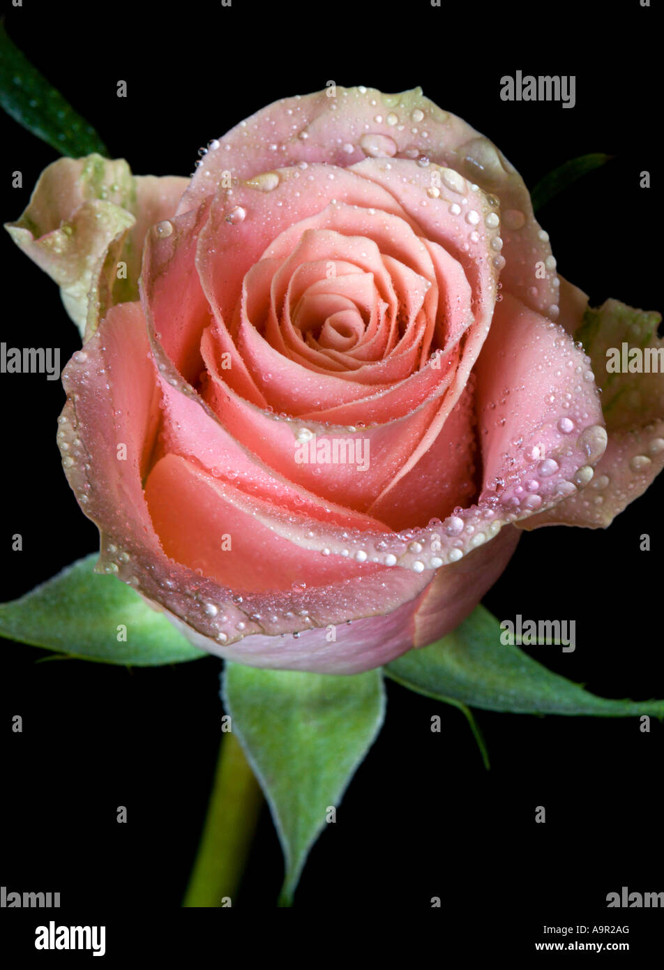 Group of rosebuds hi-res stock photography and images - Alamy