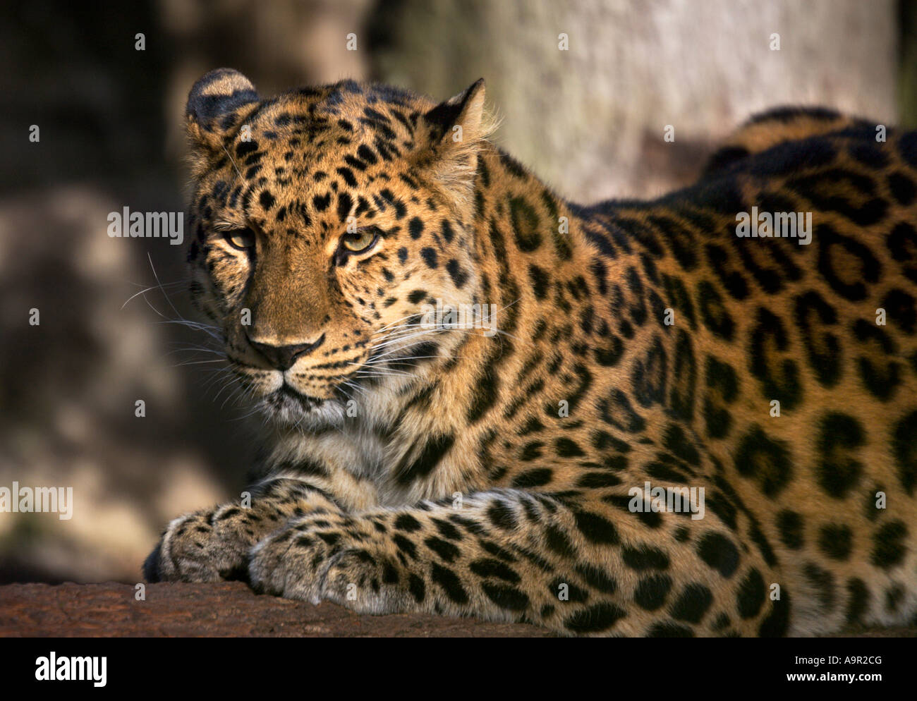 Amur Leopard (panthera pardus orientalis Stock Photo - Alamy