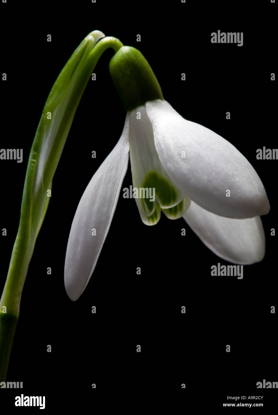 Snowdrop flower art hi-res stock photography and images - Alamy