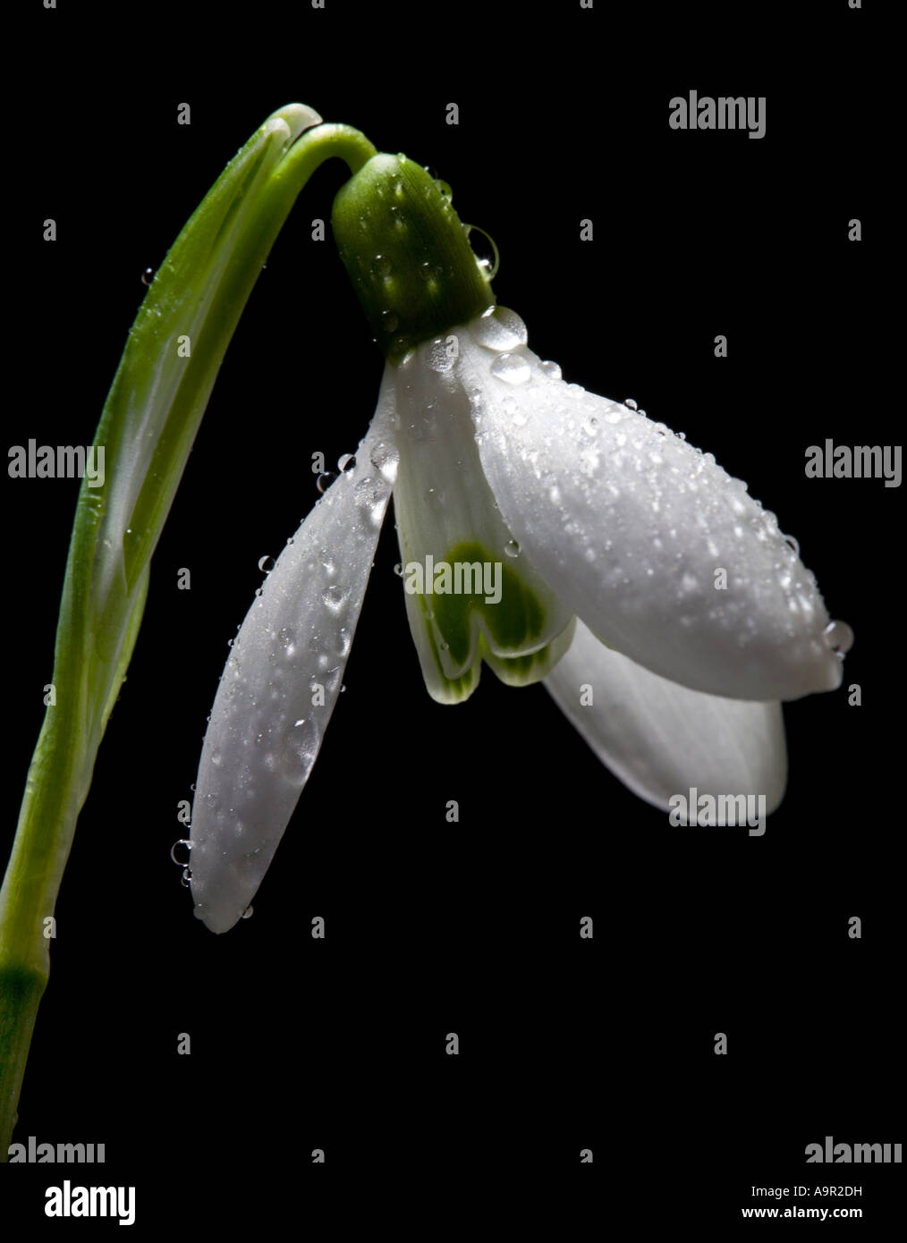 Snowdrop flower art hi-res stock photography and images - Alamy