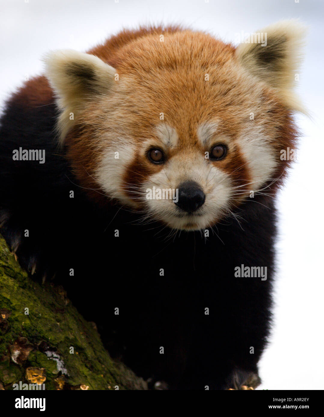 Red Panda (ailurus fulgens Stock Photo - Alamy