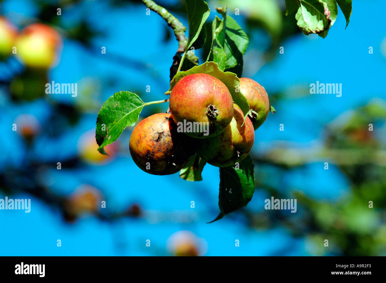 Wild apple trees hi-res stock photography and images - Alamy