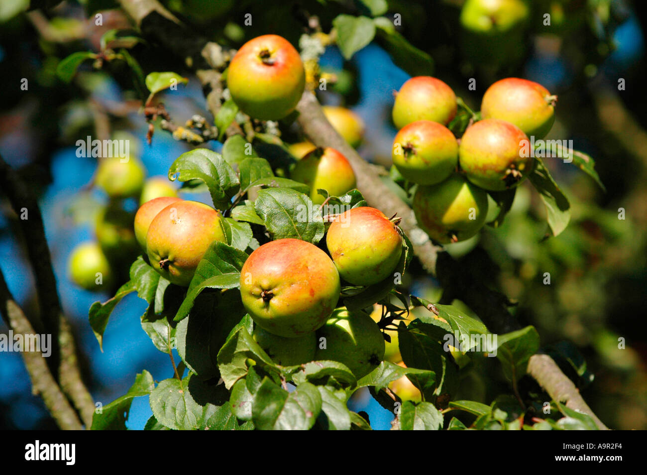 Wild crab apples growing on tree at organic farm in the Llanthony ...