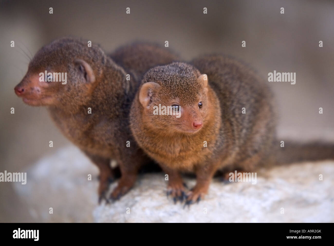 Dwarf Mongooses ( helogale parvula Stock Photo - Alamy