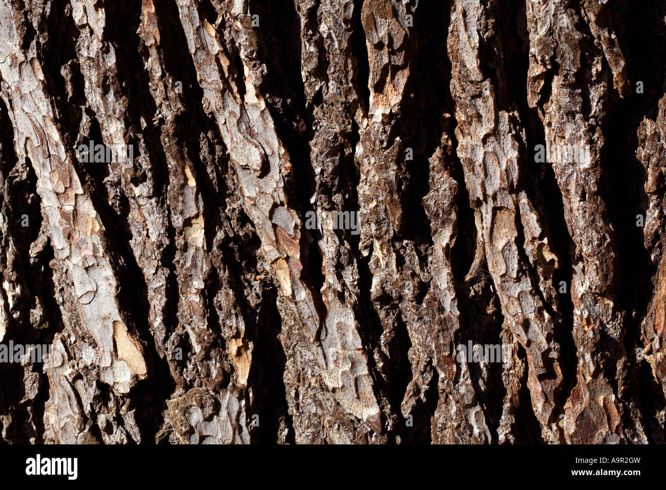 Cedar of lebanon wood texture hi-res stock photography and images - Alamy