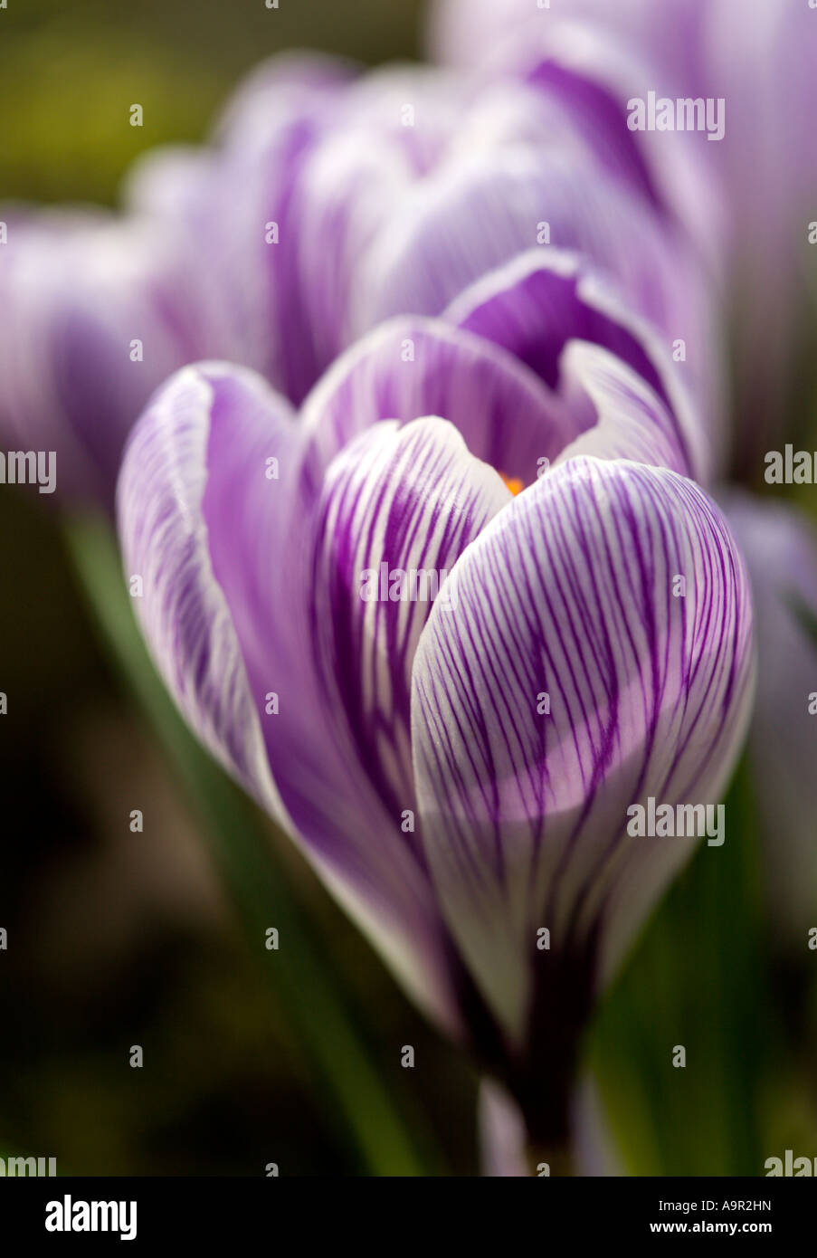 Purple and White striped Crocuses Stock Photo - Alamy