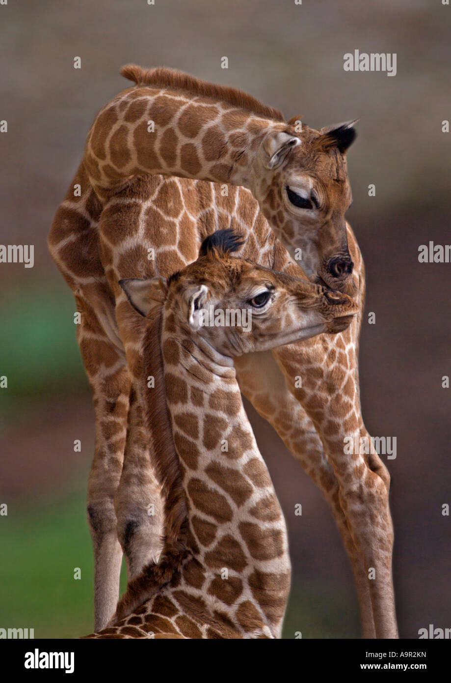 Giraffe calfs hi-res stock photography and images - Alamy