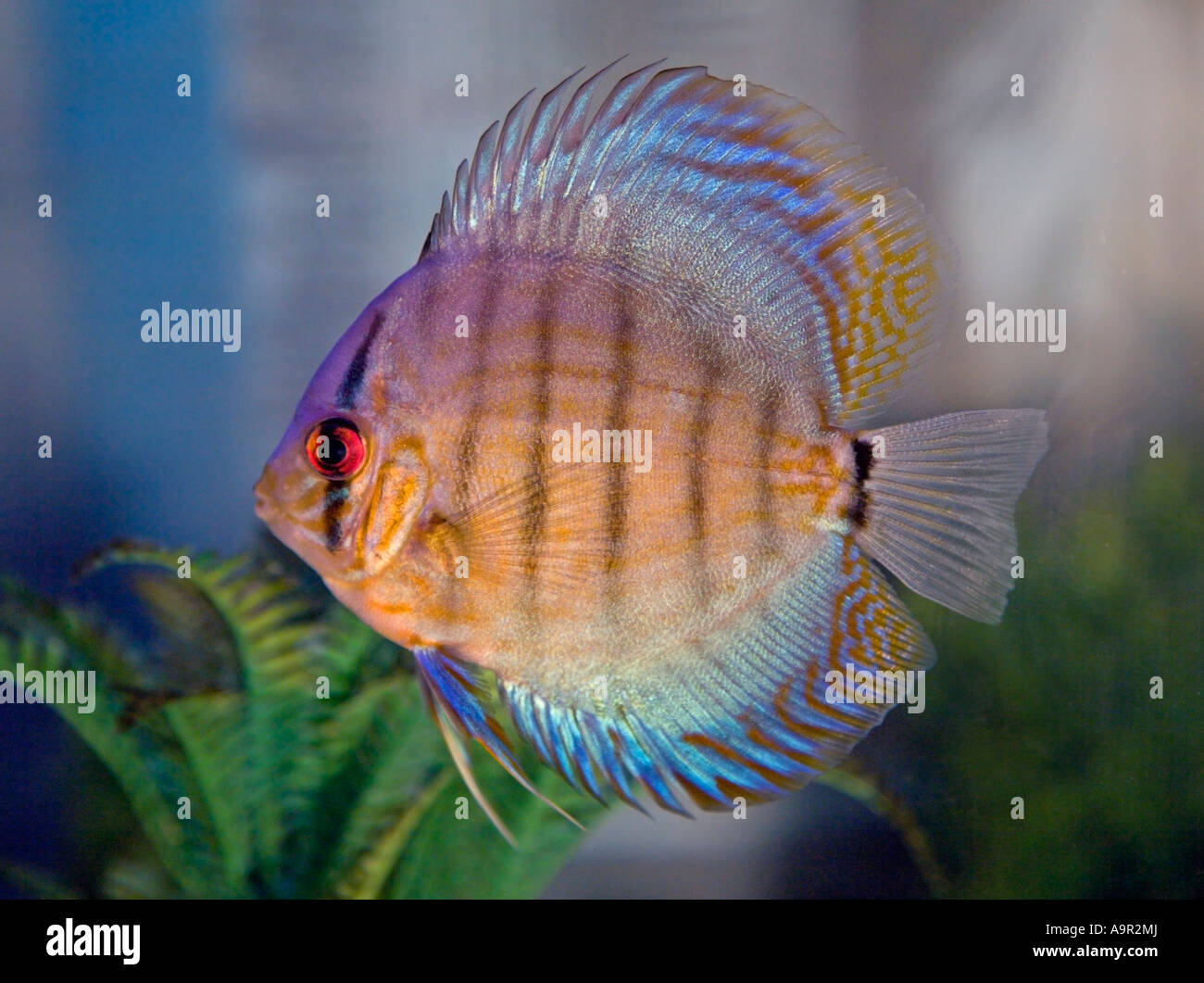 Royal Blue Discus Fish Stock Photo - Alamy