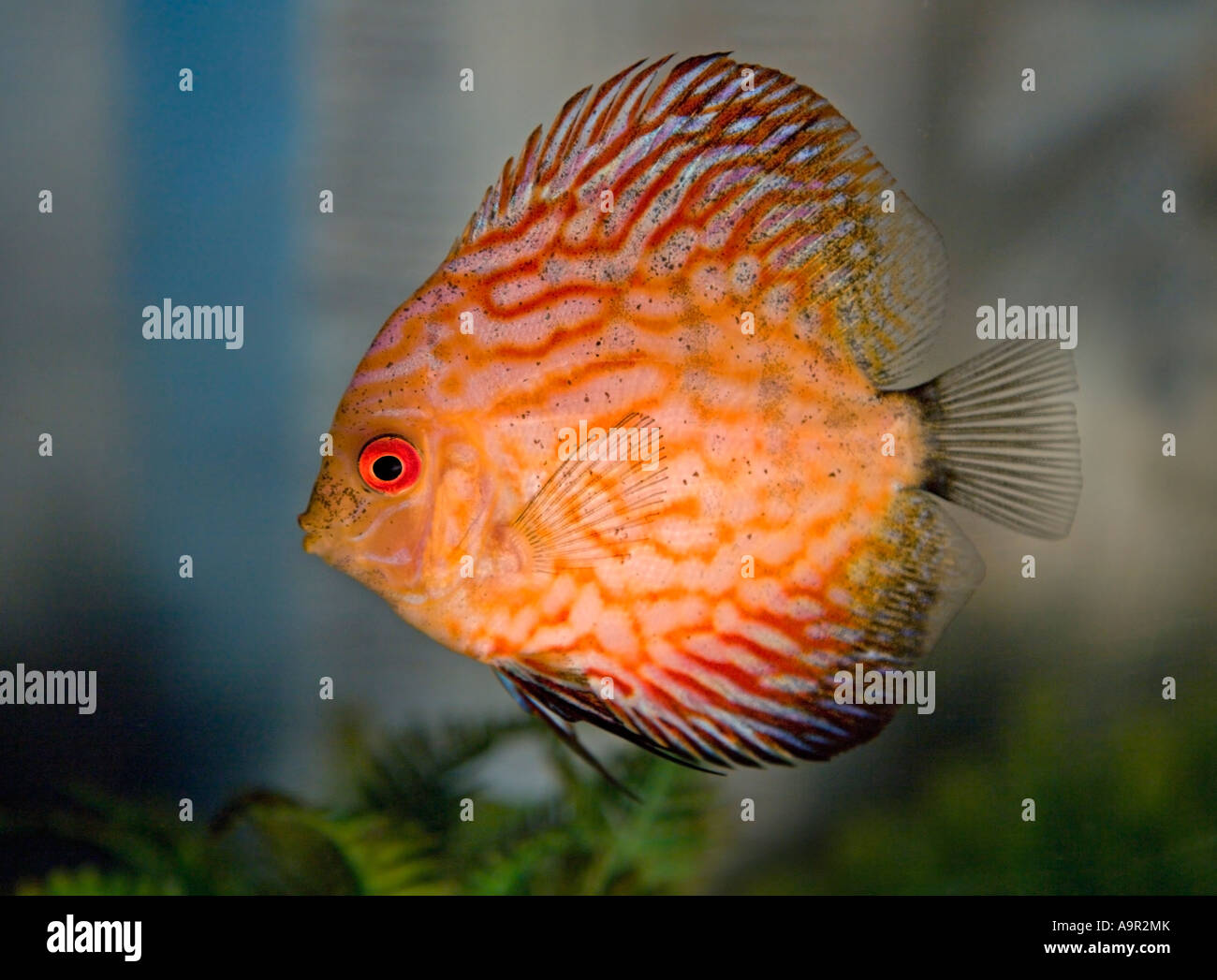 Red Stone Discus Fish Stock Photo - Alamy