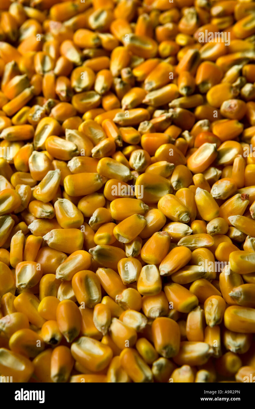 Whole Corn Kernels Stock Photo - Alamy
