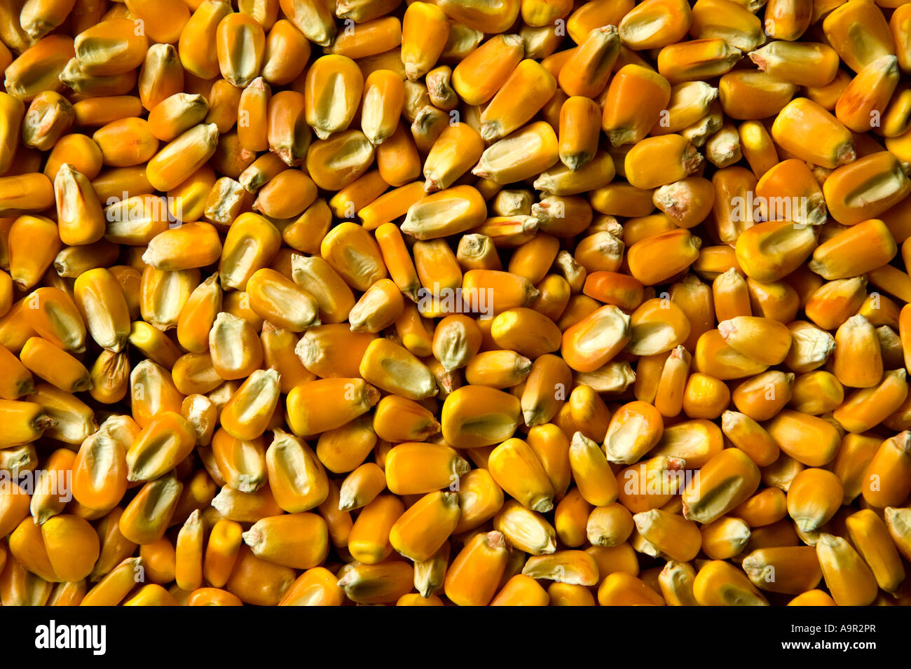 Whole Corn Kernels Stock Photo - Alamy