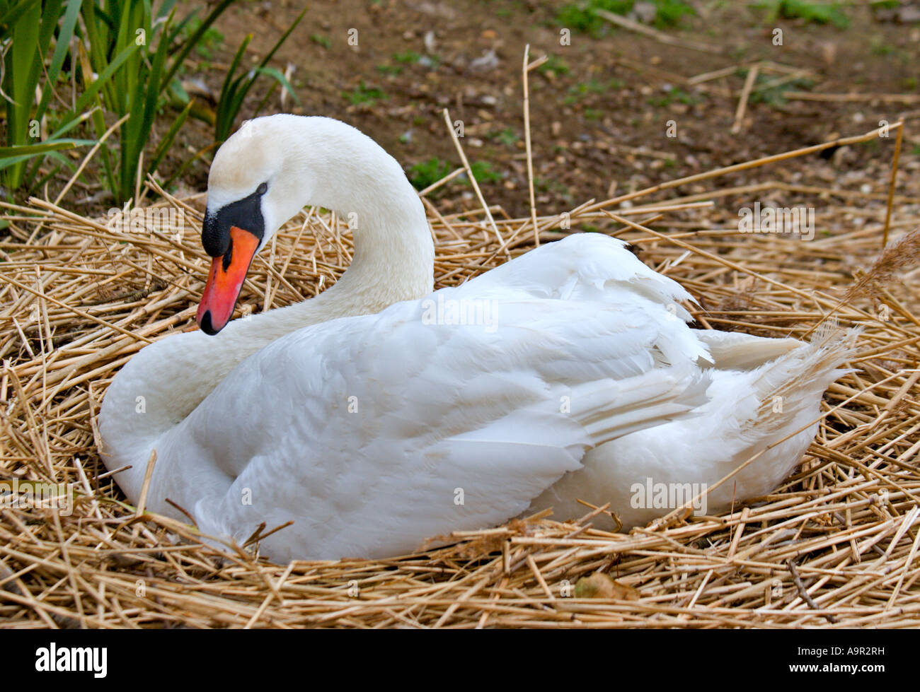 Large swan nest hi-res stock photography and images - Alamy