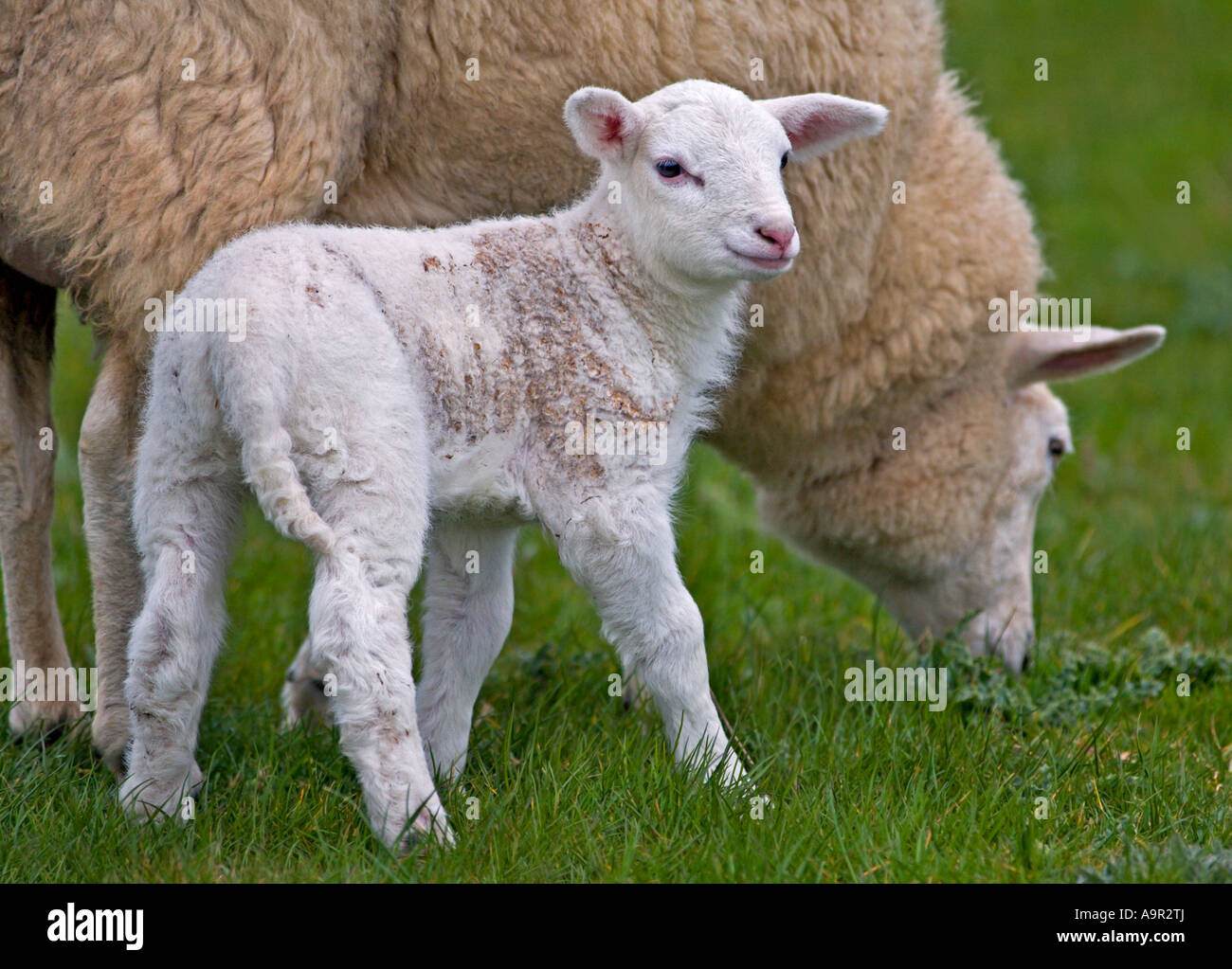 Lamb bonding hi-res stock photography and images - Alamy