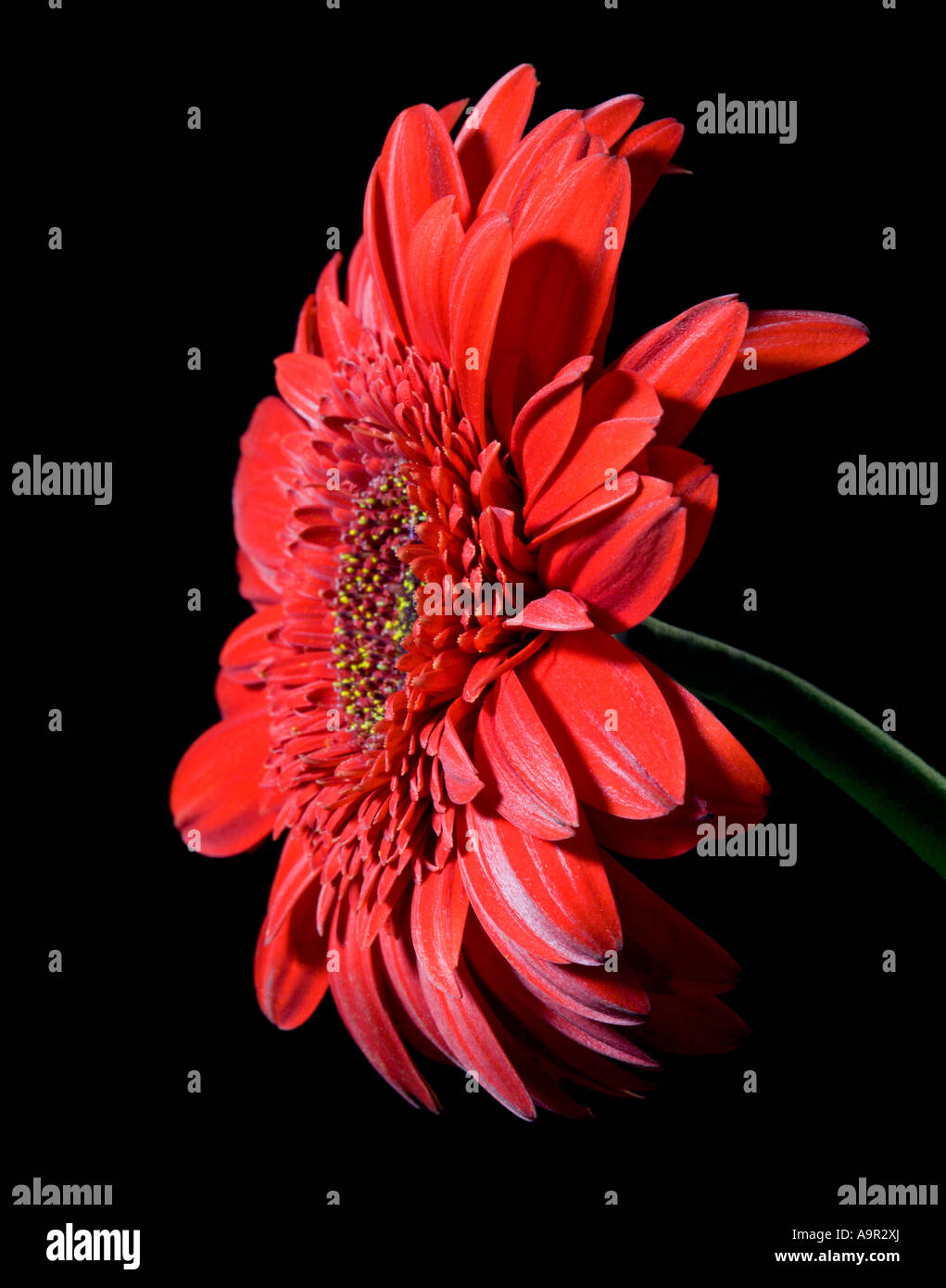 Gerbera flower side view hi-res stock photography and images - Alamy