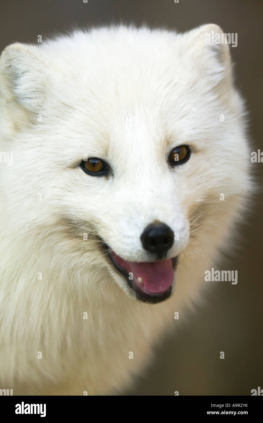 Arctic fox winter coat with prey hi-res stock photography and images ...