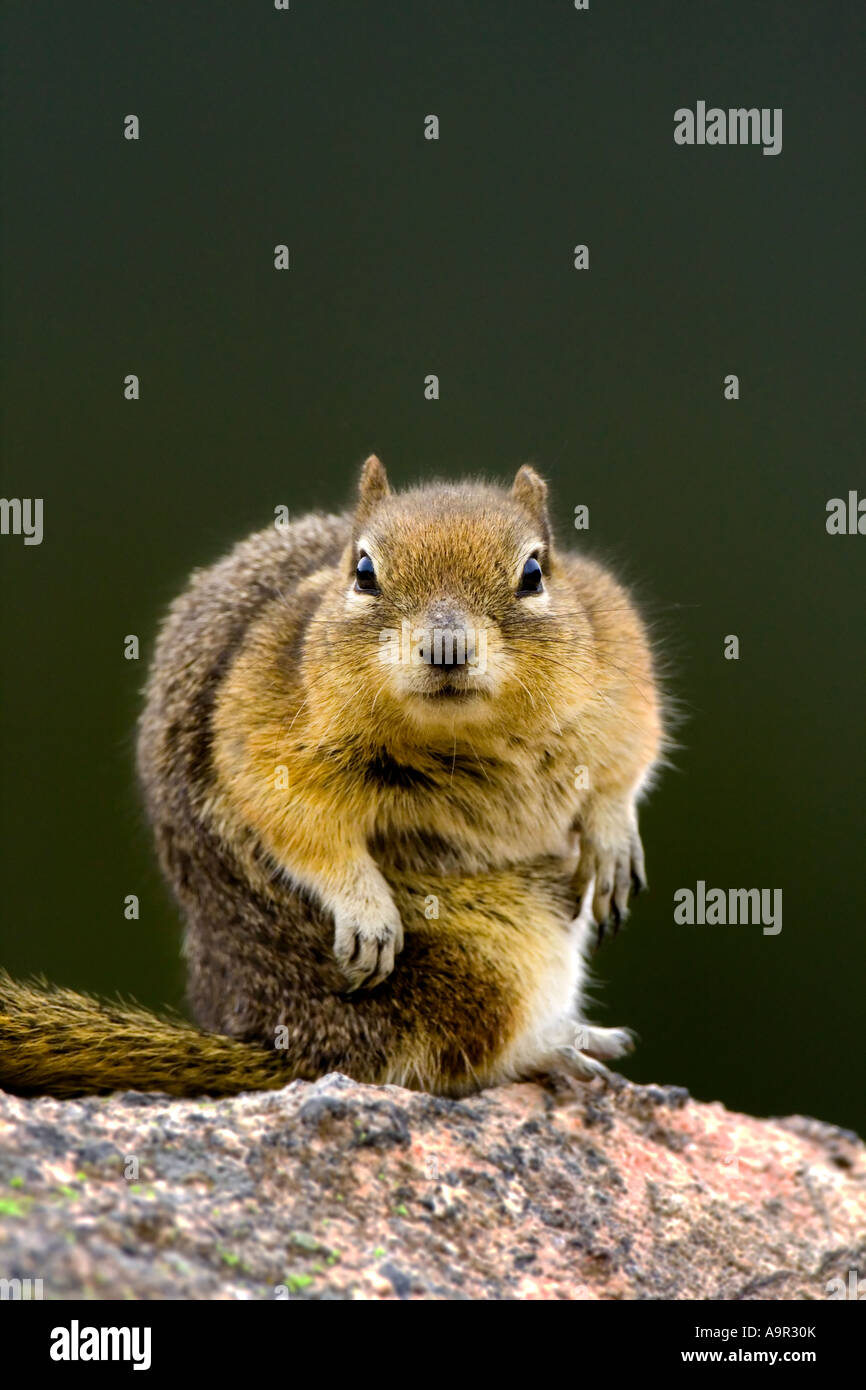 Golden-Mantled Ground Squirrel Stock Photo - Alamy